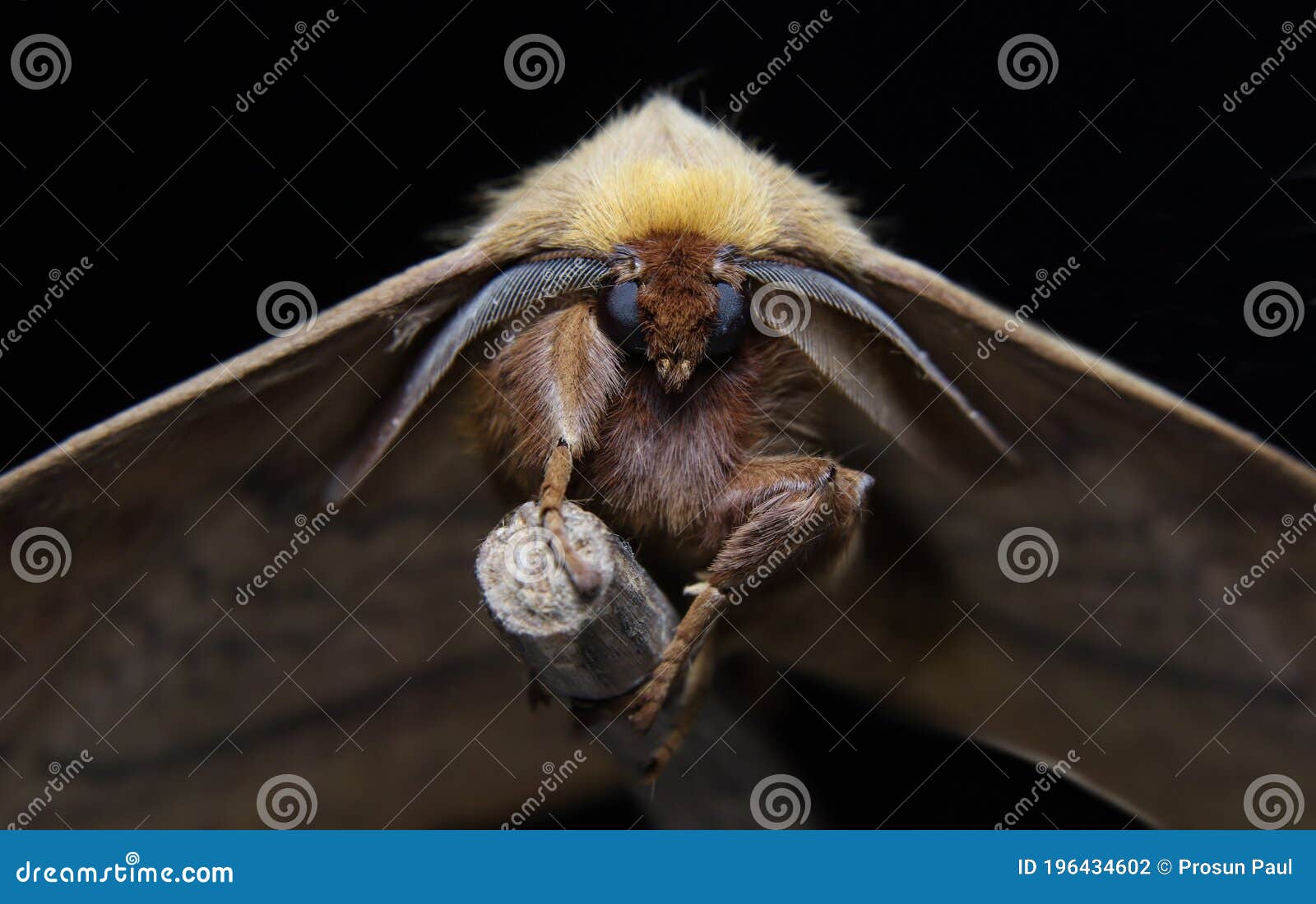 Beautiful moth front view stock photo. Image of detail - 196434602