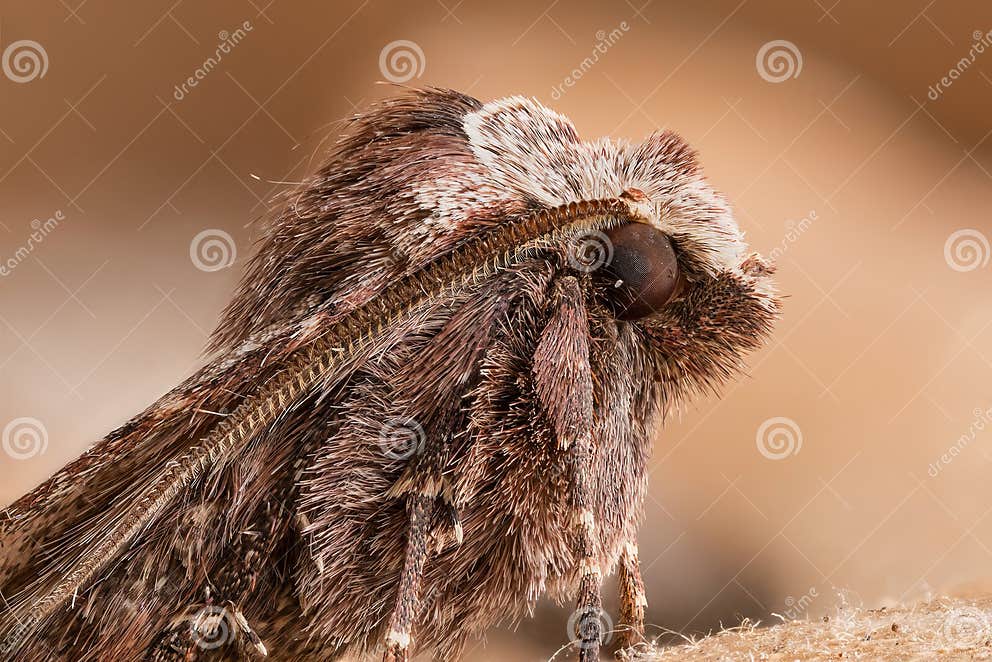 A beautiful moth stock photo. Image of lepidoptera, microscope - 90864468