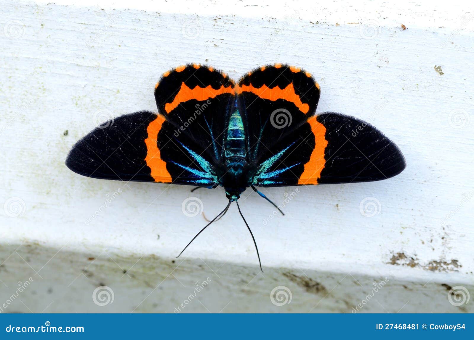Beautiful Moth Milionia Basalis Stock Image - Image of wild ...