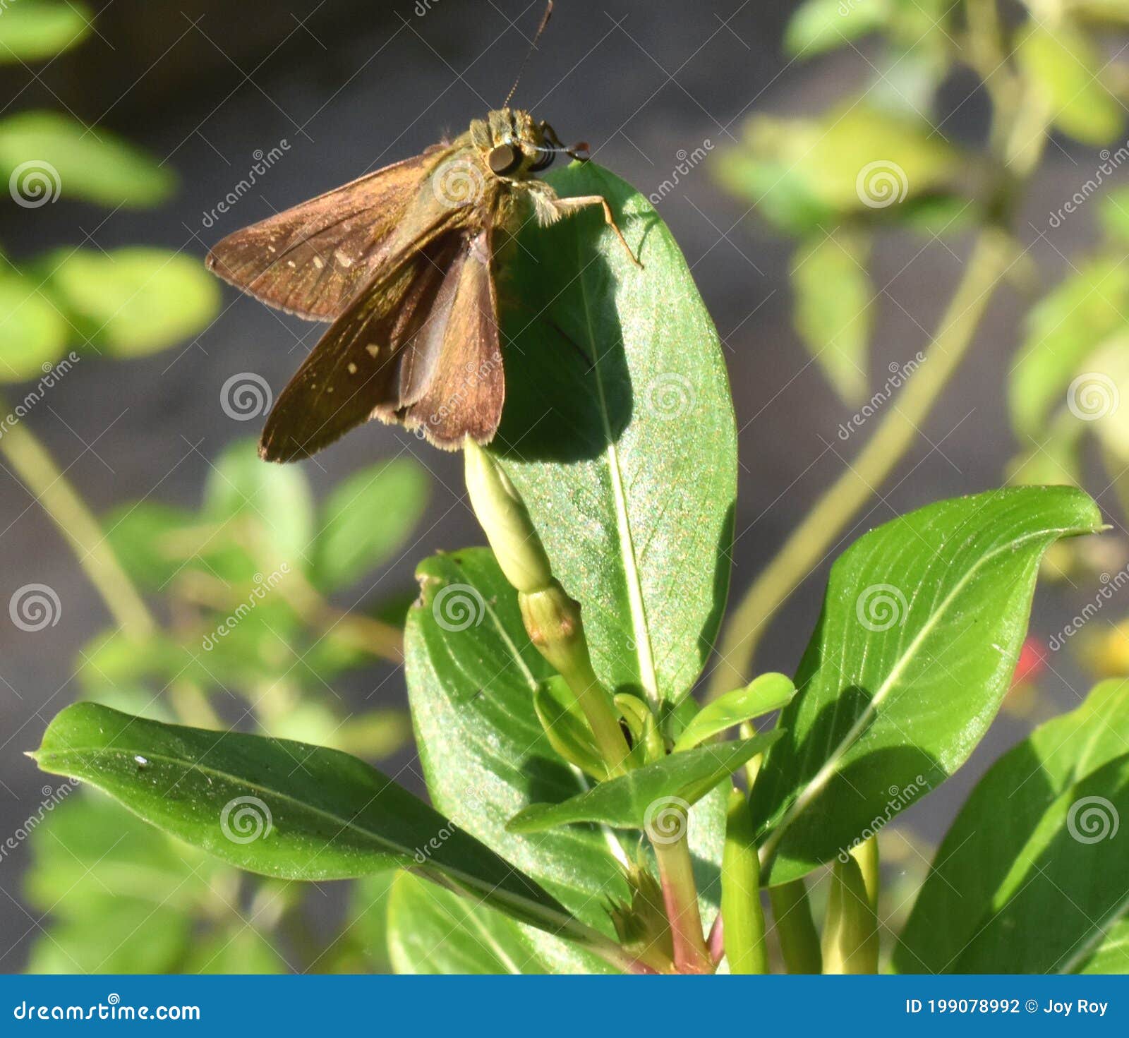Beautiful Moth Sitting on Leaf, Close Up Shot. Stock Photo - Image of ...
