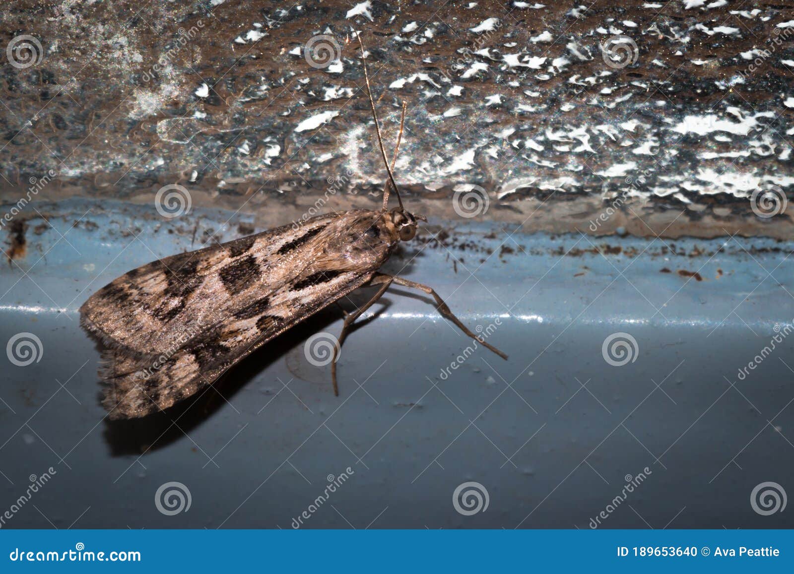Beautiful Moth Sitting Resting Stock Photo - Image of mouth, komba ...