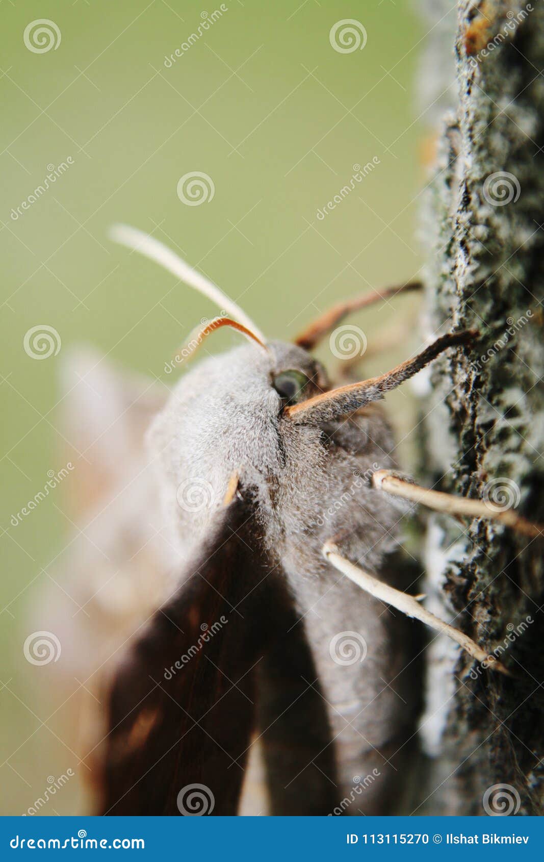 Beautiful Moth Sitting on a Tree. Stock Photo - Image of beautiful ...