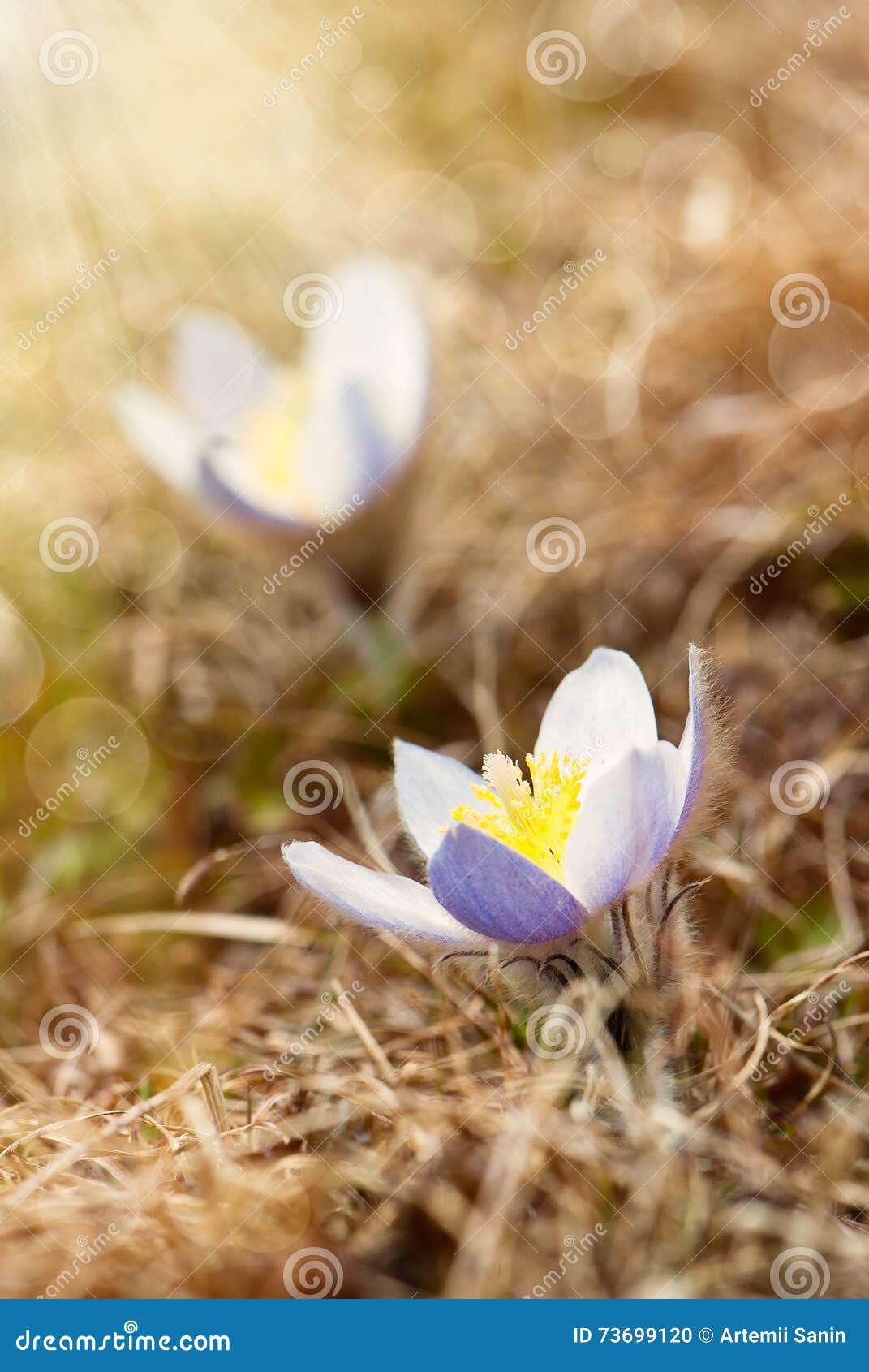 Beautiful Mountain Crocuses Stock Photo - Image of nature, purple: 73699120