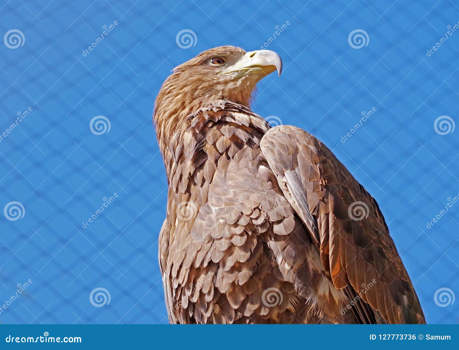 Beautiful mountain eagle stock photo. Image of rock - 127773736