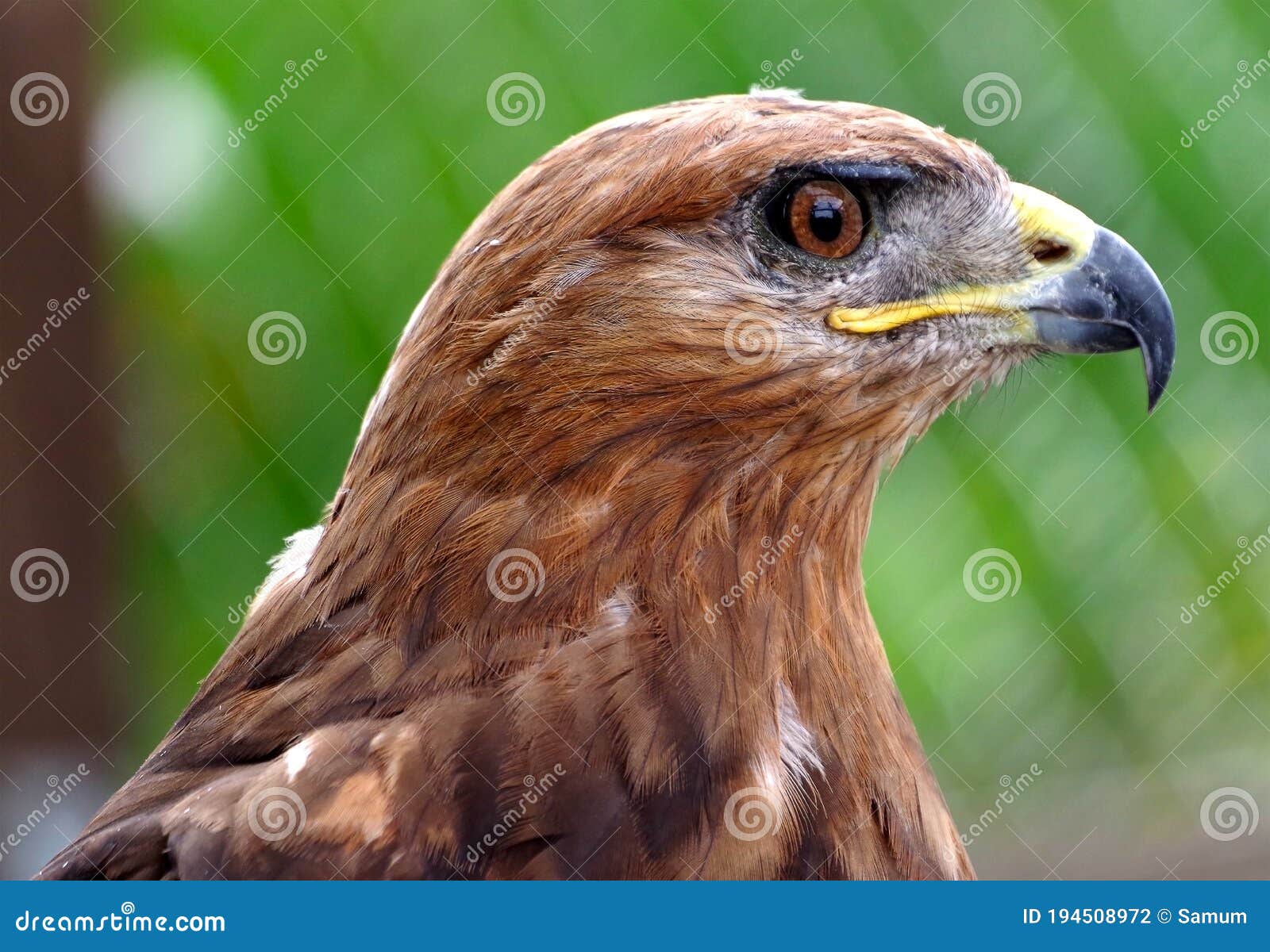 Beautiful mountain eagle stock photo. Image of outdoors - 194508972