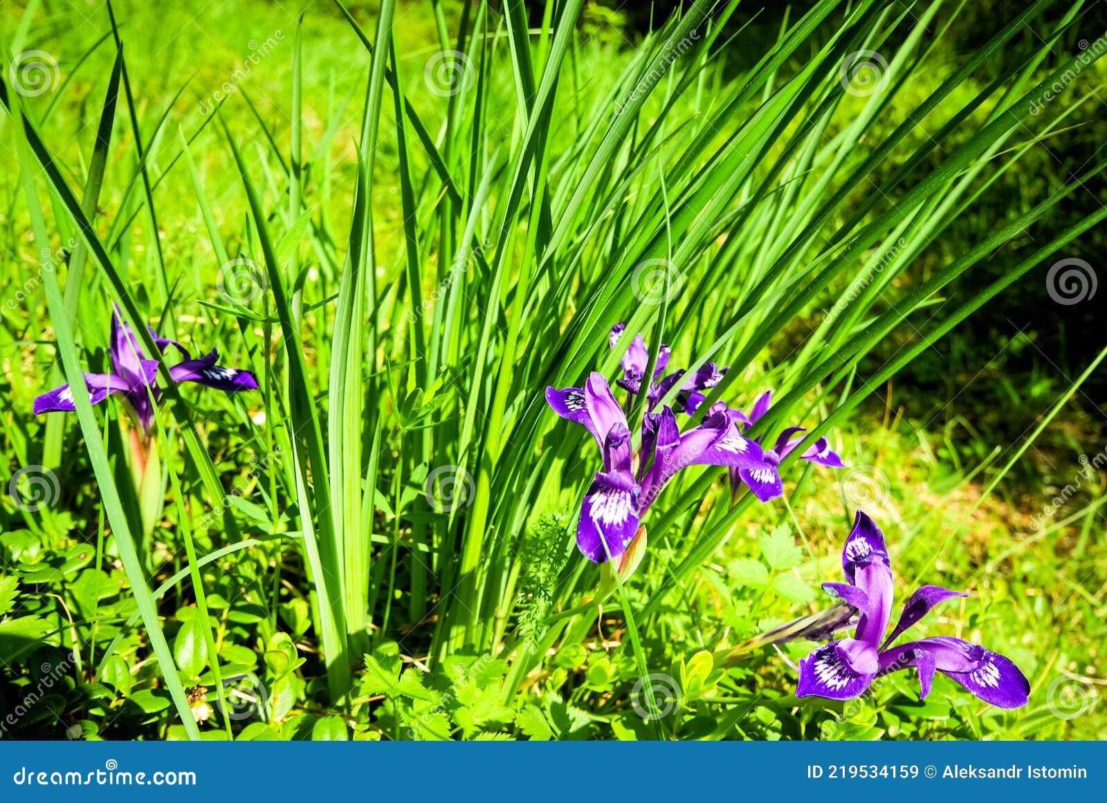 Beautiful Mountain Flowers. Flora of Mountain Ranges Stock Image ...