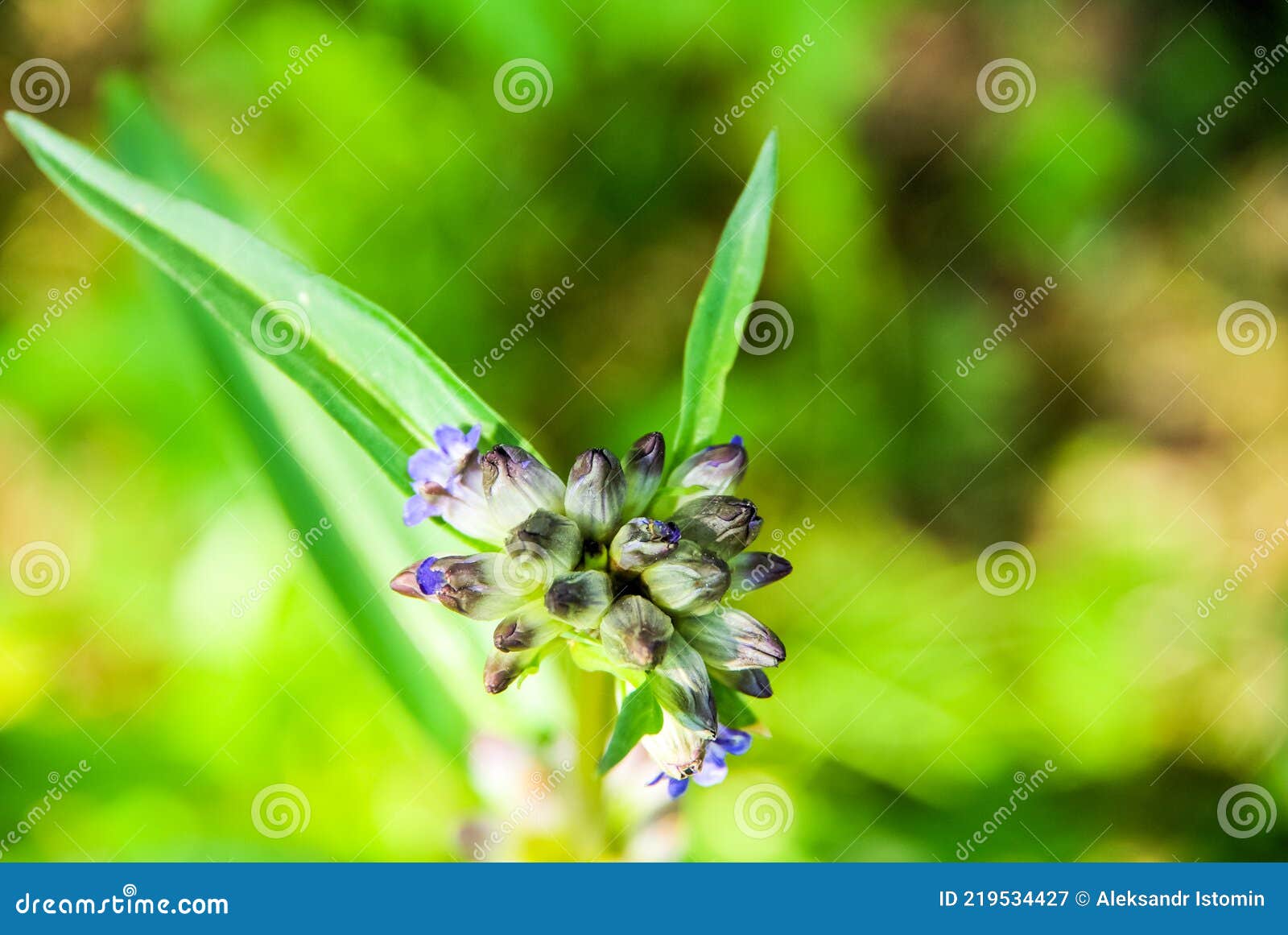 Beautiful Mountain Flowers. Flora of Mountain Ranges Stock Image ...