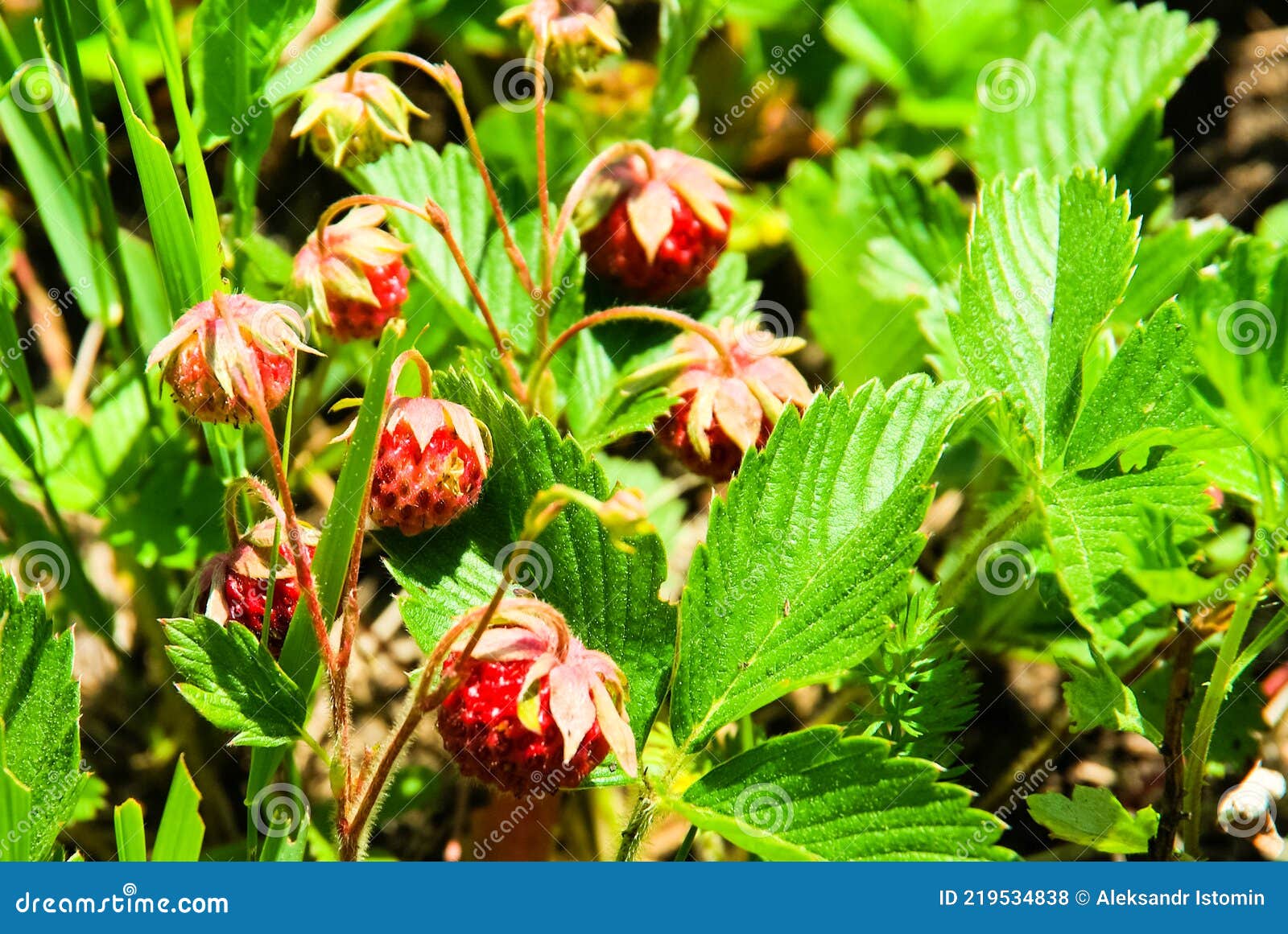 Beautiful Mountain Flowers. Flora of Mountain Ranges Stock Photo ...