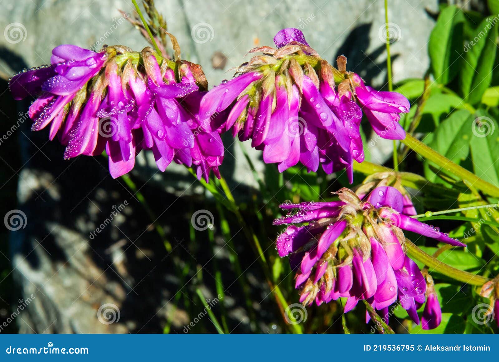 Beautiful Mountain Flowers. Flora of Mountain Ranges Stock Image ...