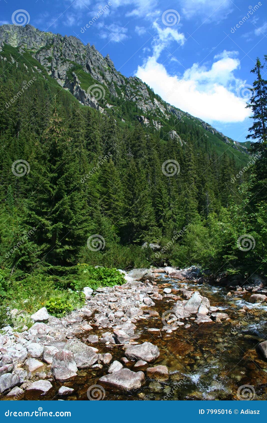 Beautiful Mountain Forest with River Stock Photo - Image of beautiful ...