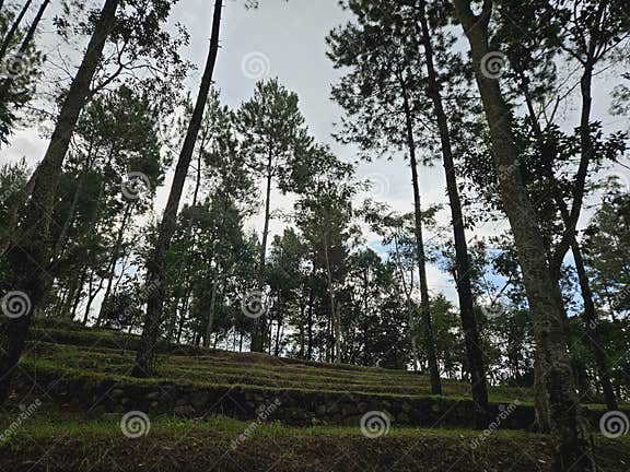 Beautiful Mountain Hill View in East Java Forest Stock Image - Image of ...