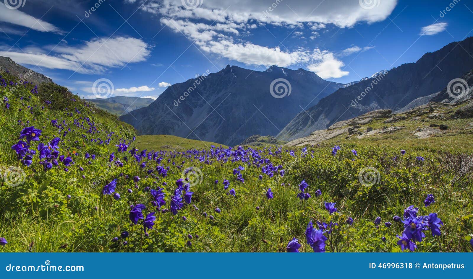 Beautiful Mountain Landscape with Flowers Stock Photo - Image of range ...