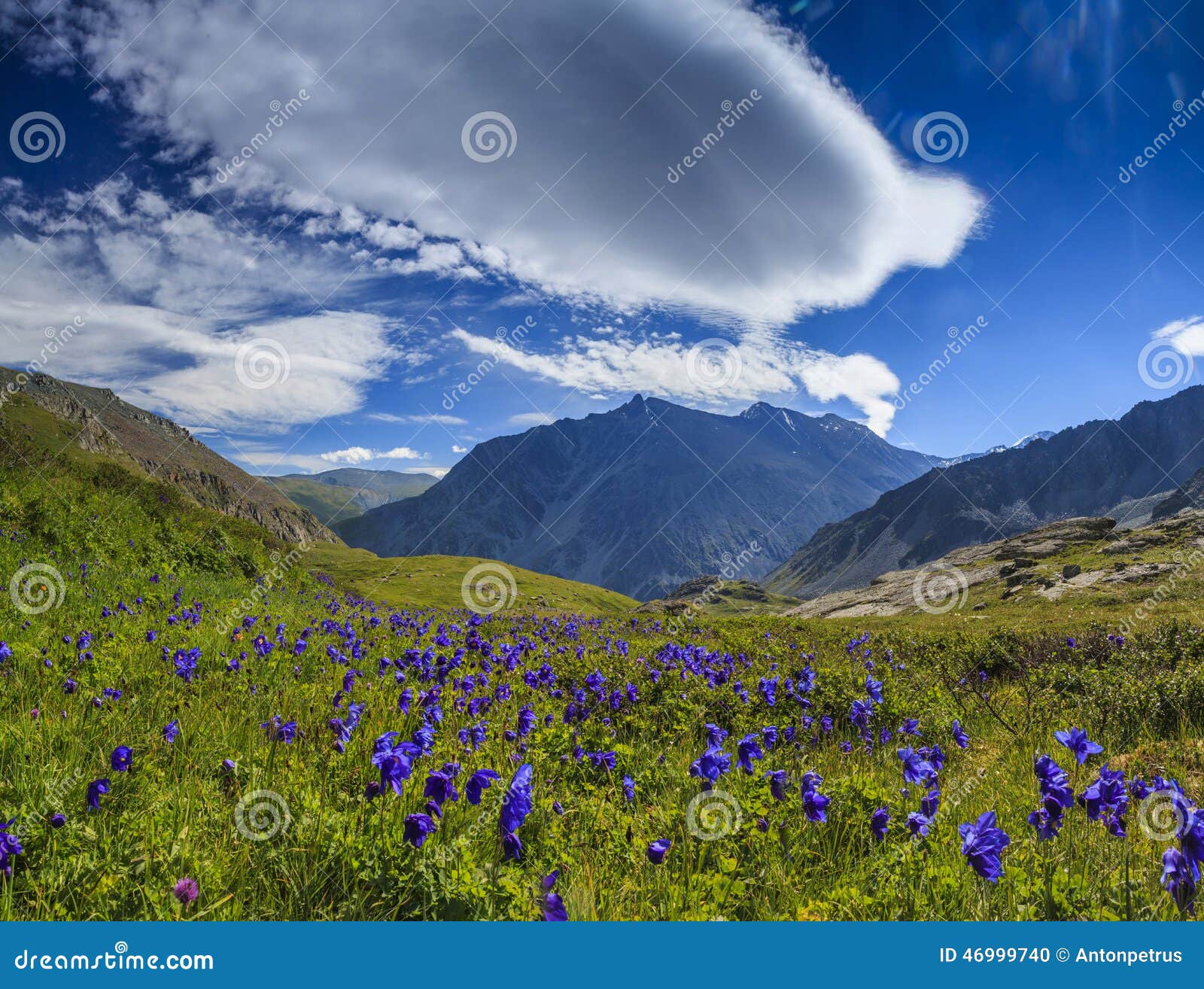 Beautiful Mountain Landscape with Flowers Stock Photo - Image of ...