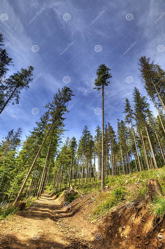 Beautiful Mountain Magic Woods Stock Image - Image of mountains, cloud ...