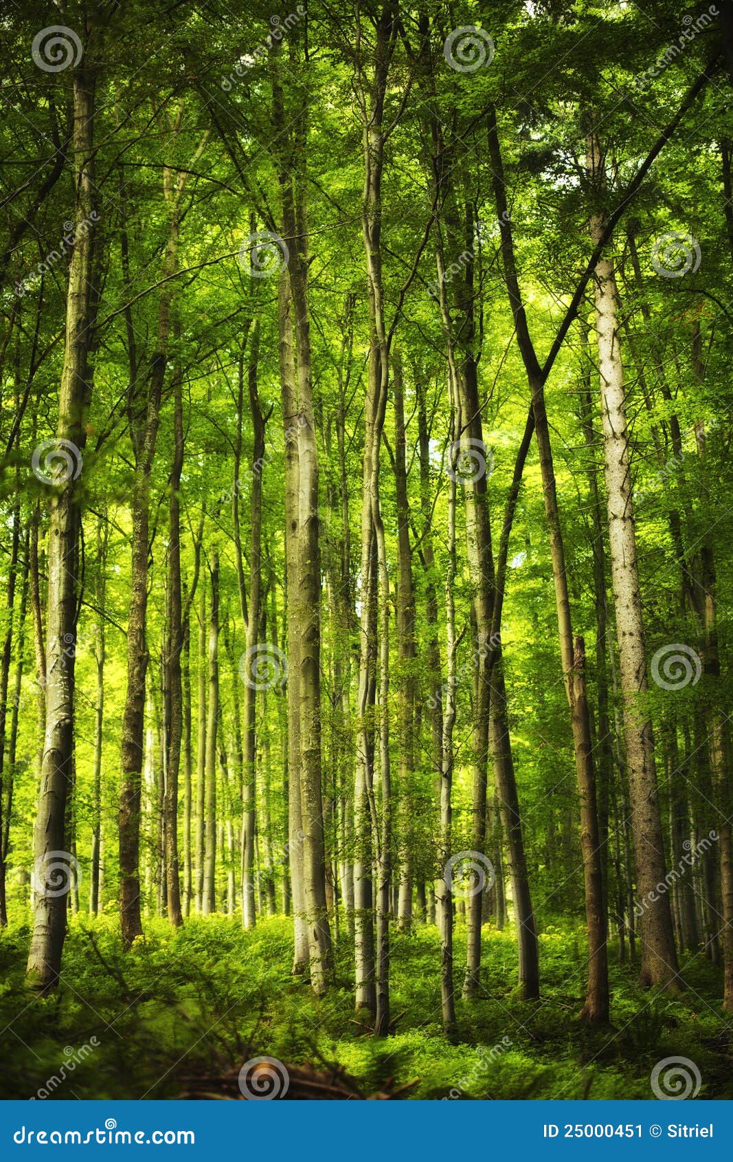 Beautiful Mountain Magic Woods Stock Image - Image of branch, beskidy ...