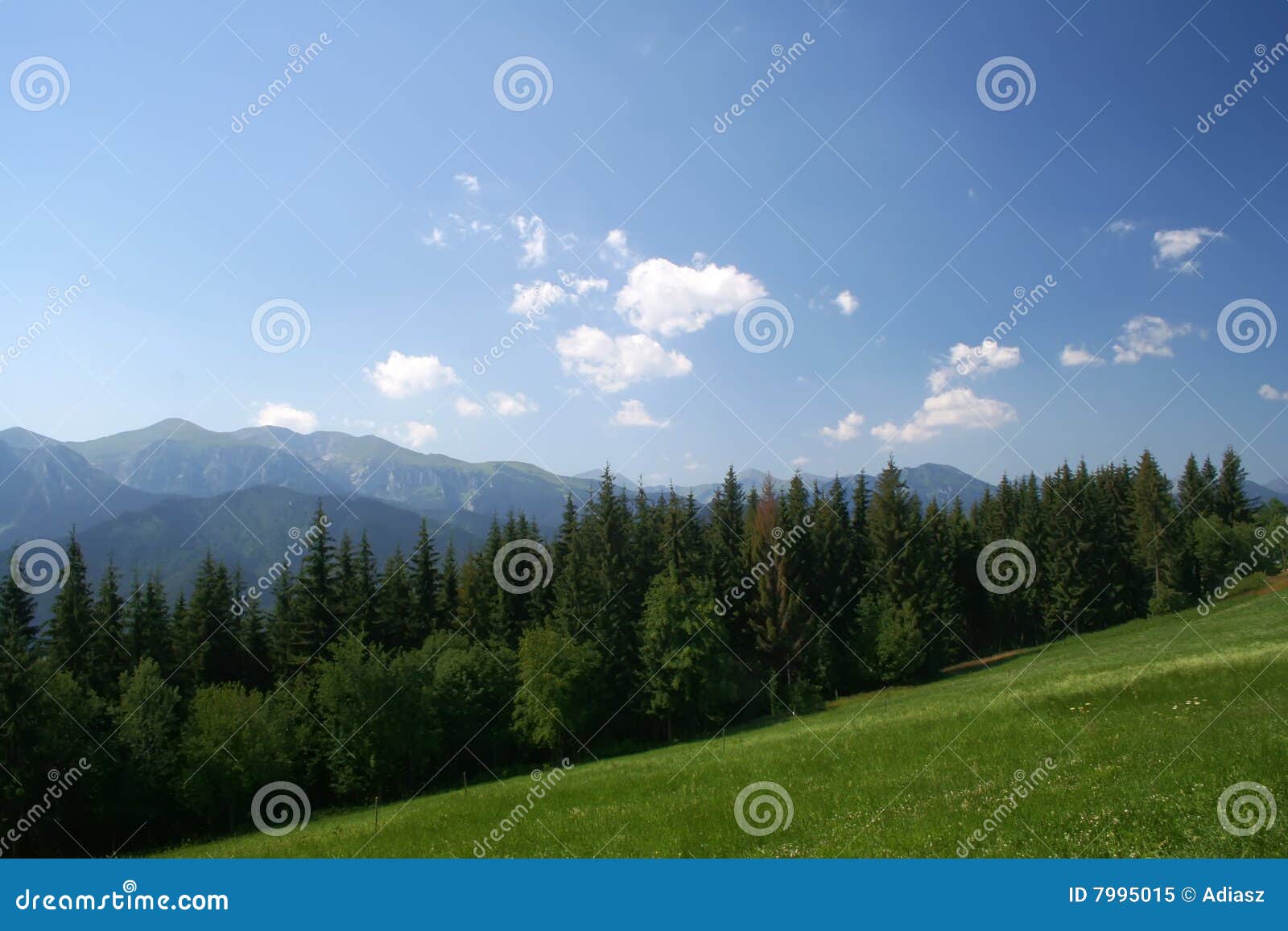 Beautiful Mountain Meadow Forest View Stock Image - Image of view ...