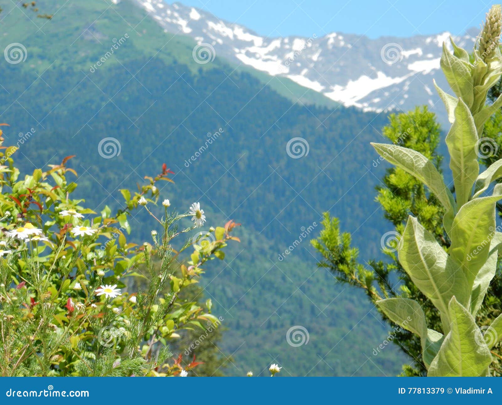 Mountain Plants And Diverse Flora On The Pastures Of The Ucka Nature ...
