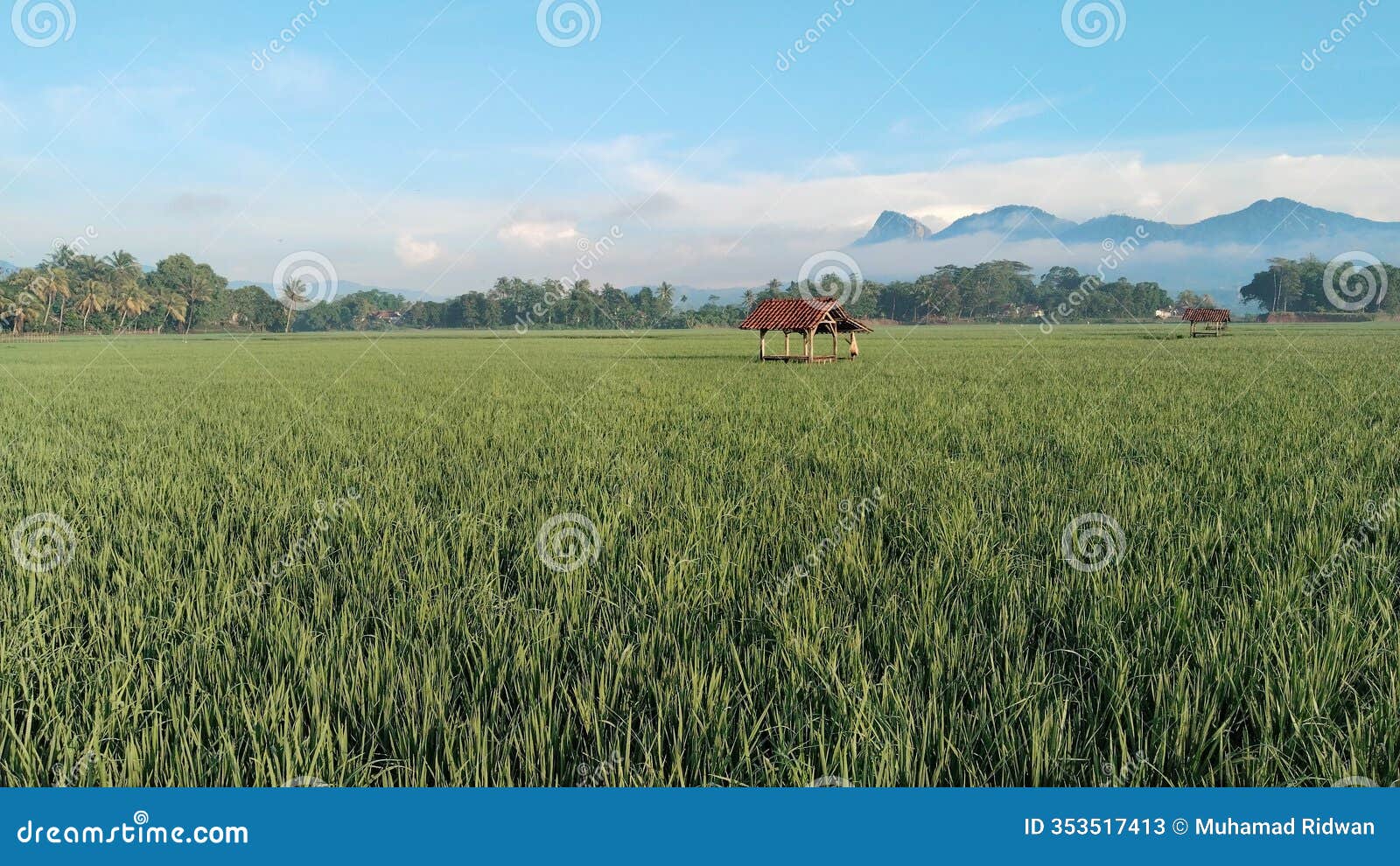 Beautiful Mountain and Rice Field Views Stock Image - Image of views ...