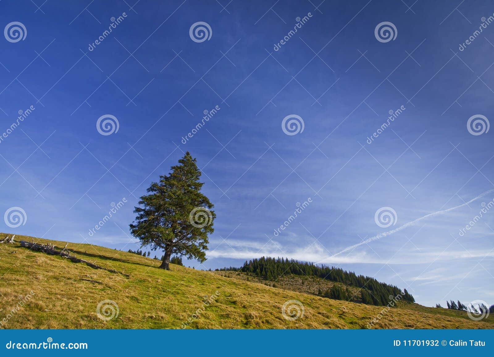Beautiful Mountain Scenery and Isolated Pine Tree Stock Photo - Image ...