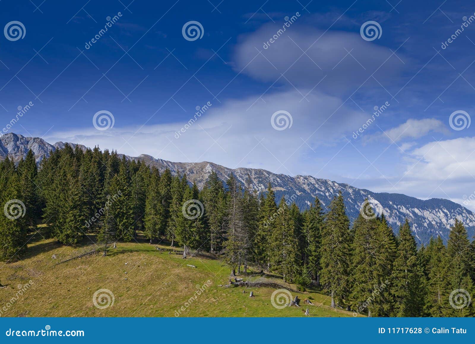 Beautiful Mountain Scenery and Pine Trees Stock Photo - Image of summit ...