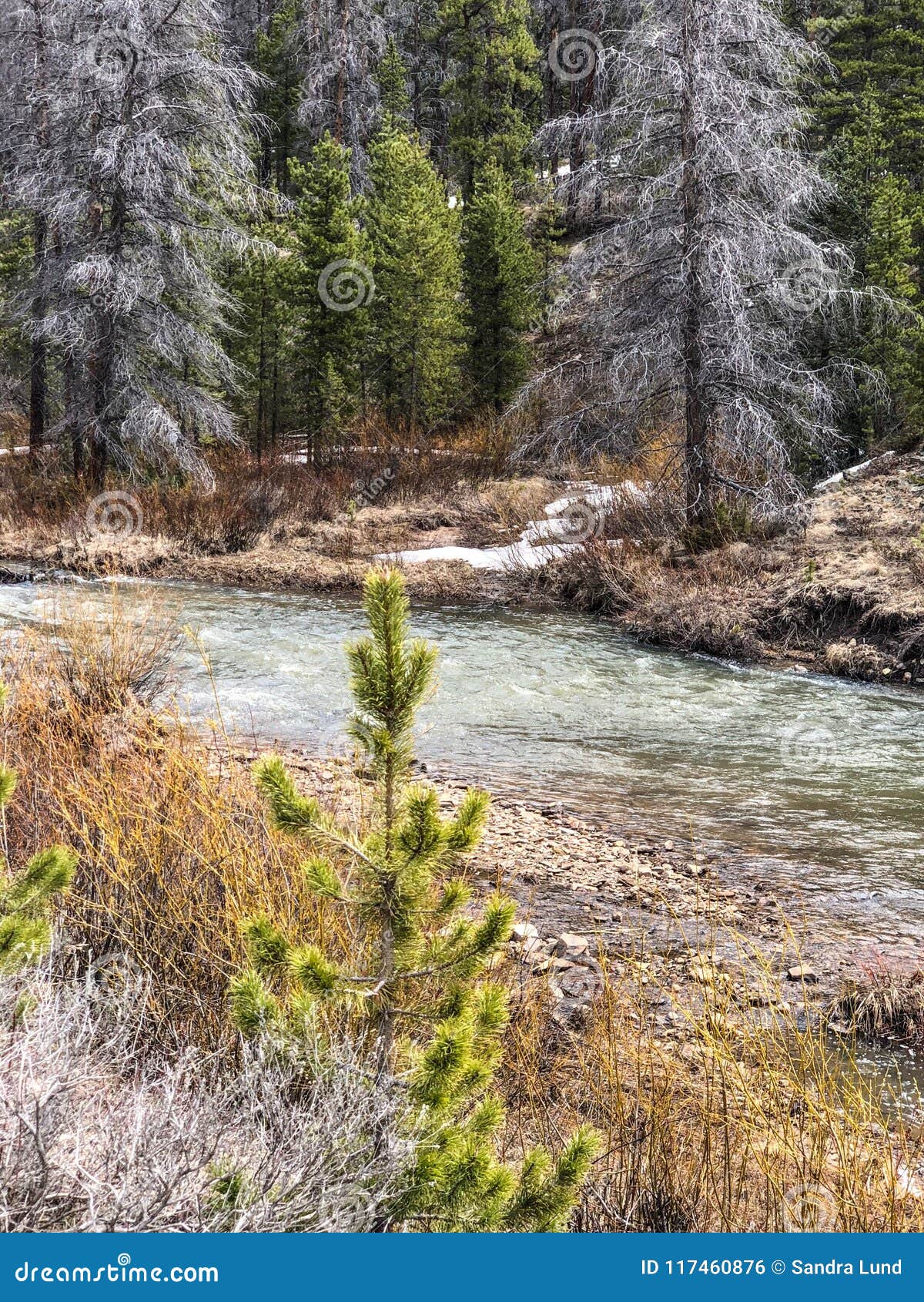 Beautiful Mountain Stream in Colorado Stock Photo - Image of pine ...