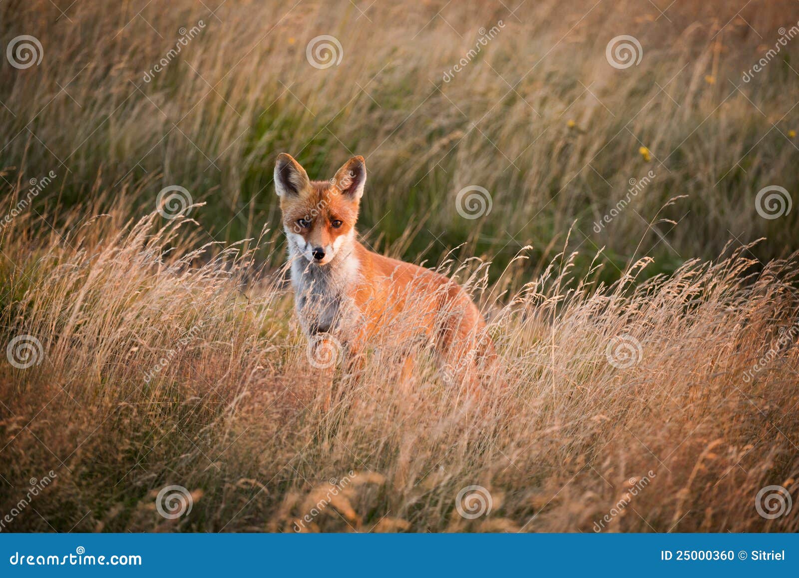 Beautiful Mountain Sunrise with Fox Stock Photo - Image of animal ...