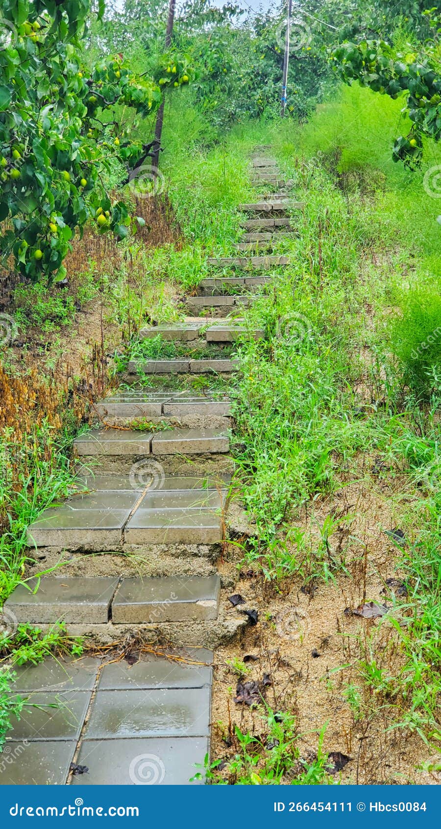 Beautiful Mountain Village Path Stock Image - Image of wood, plant ...