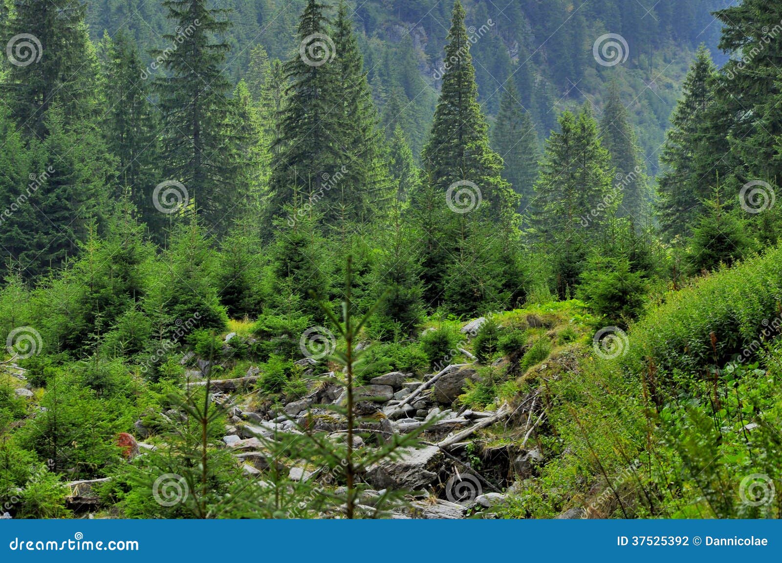 Beautiful Mountains Landscape with Pine Trees Stock Photo - Image of ...
