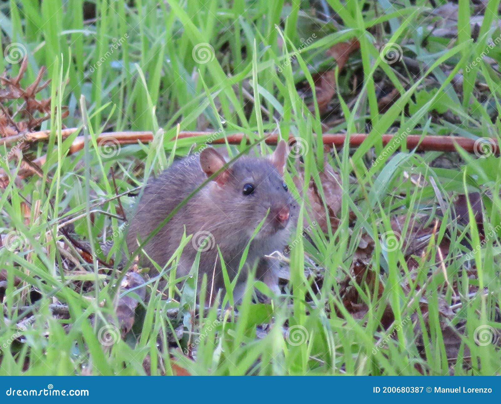 Beautiful Mouse in the Countryside Looking for Food Stock Image - Image ...