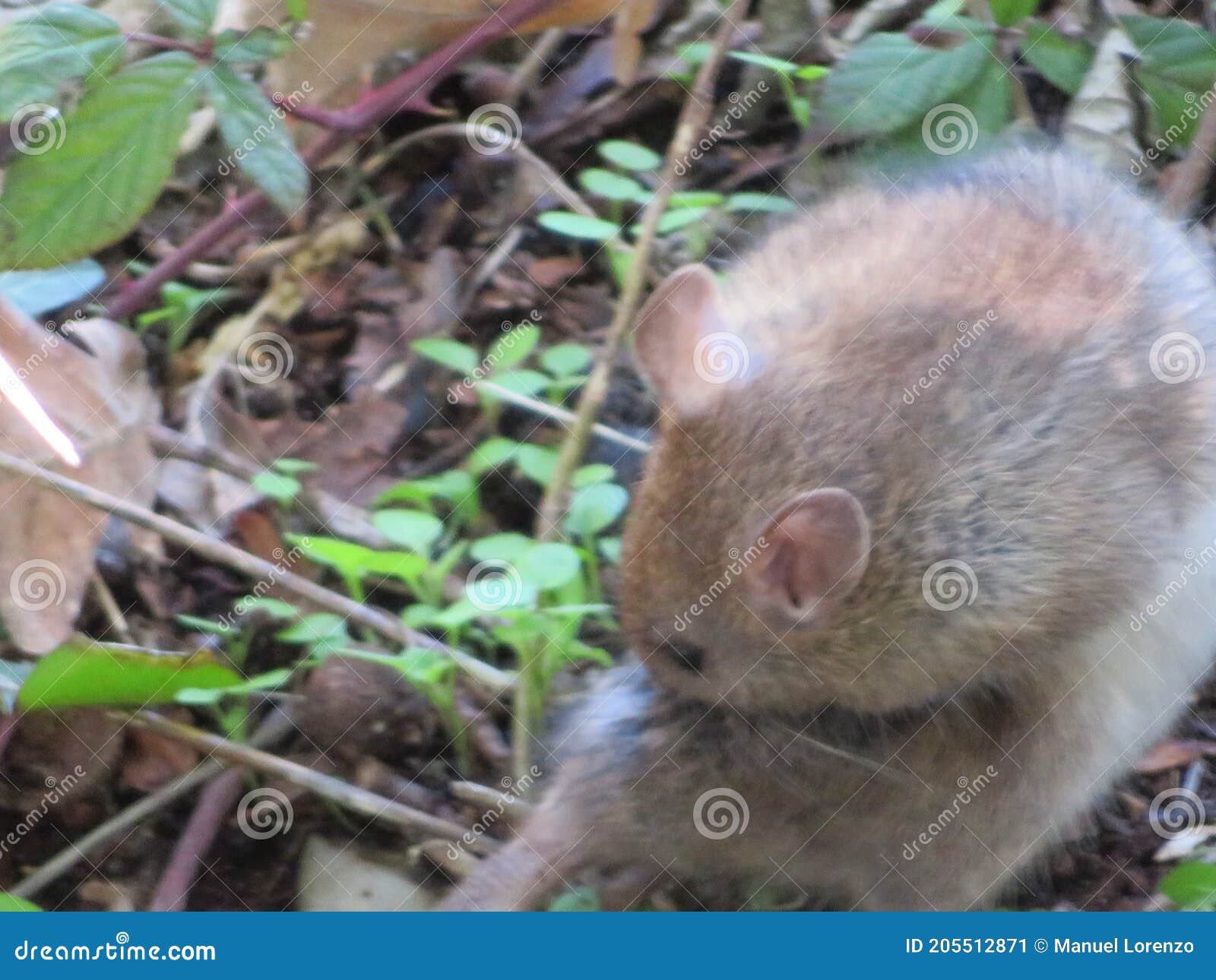 Beautiful Mouse in the Countryside Looking for Food Stock Image - Image ...