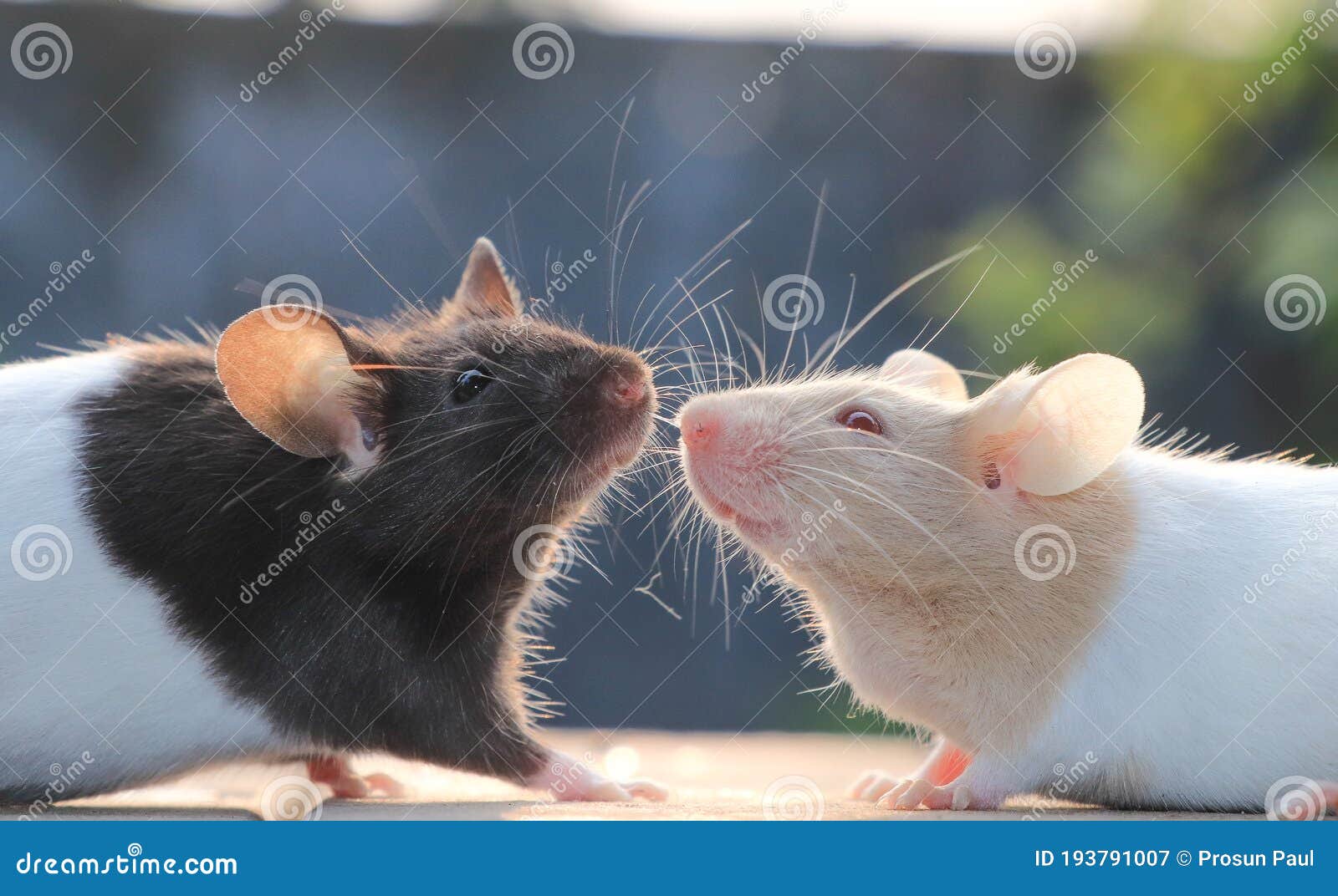 Beautiful Mouse Love HD Wallpaper Stock Image - Image of nose, portrait ...