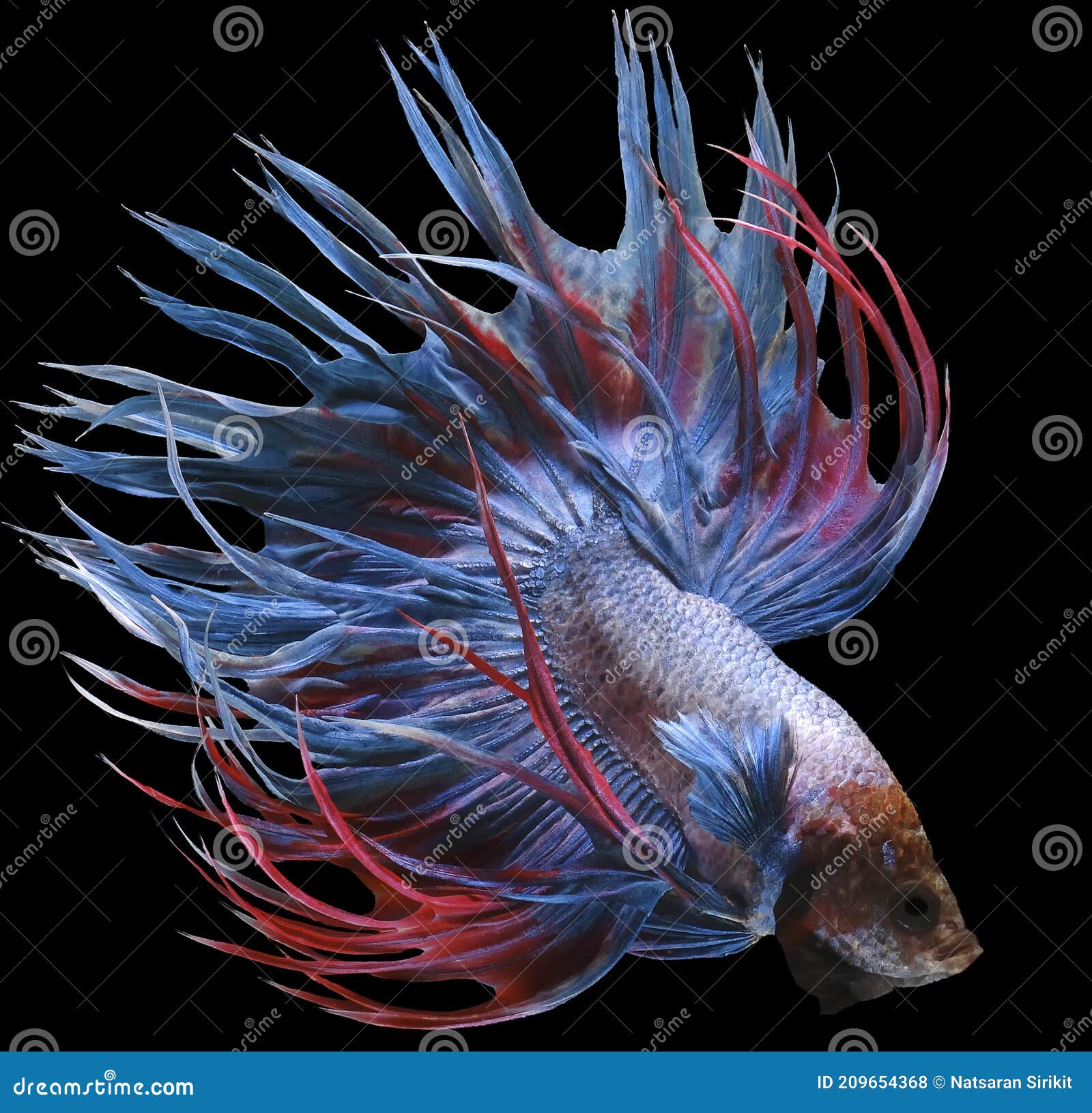 Blue And Red Crowntail Betta Blue And Red Crowntail Betta