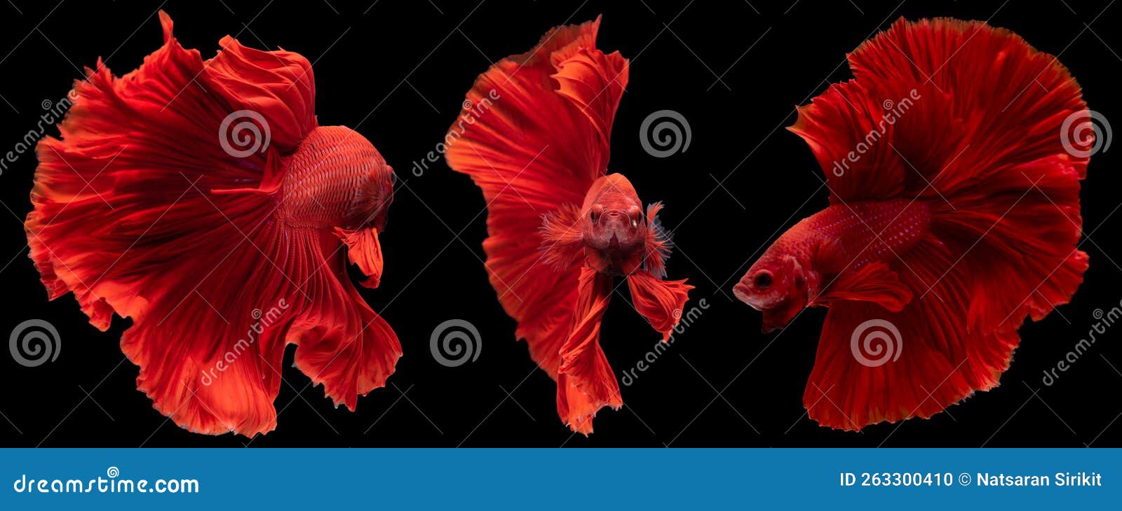 Beautiful Movement of Three Red Betta Fish, Siamese Fighting Fish ...
