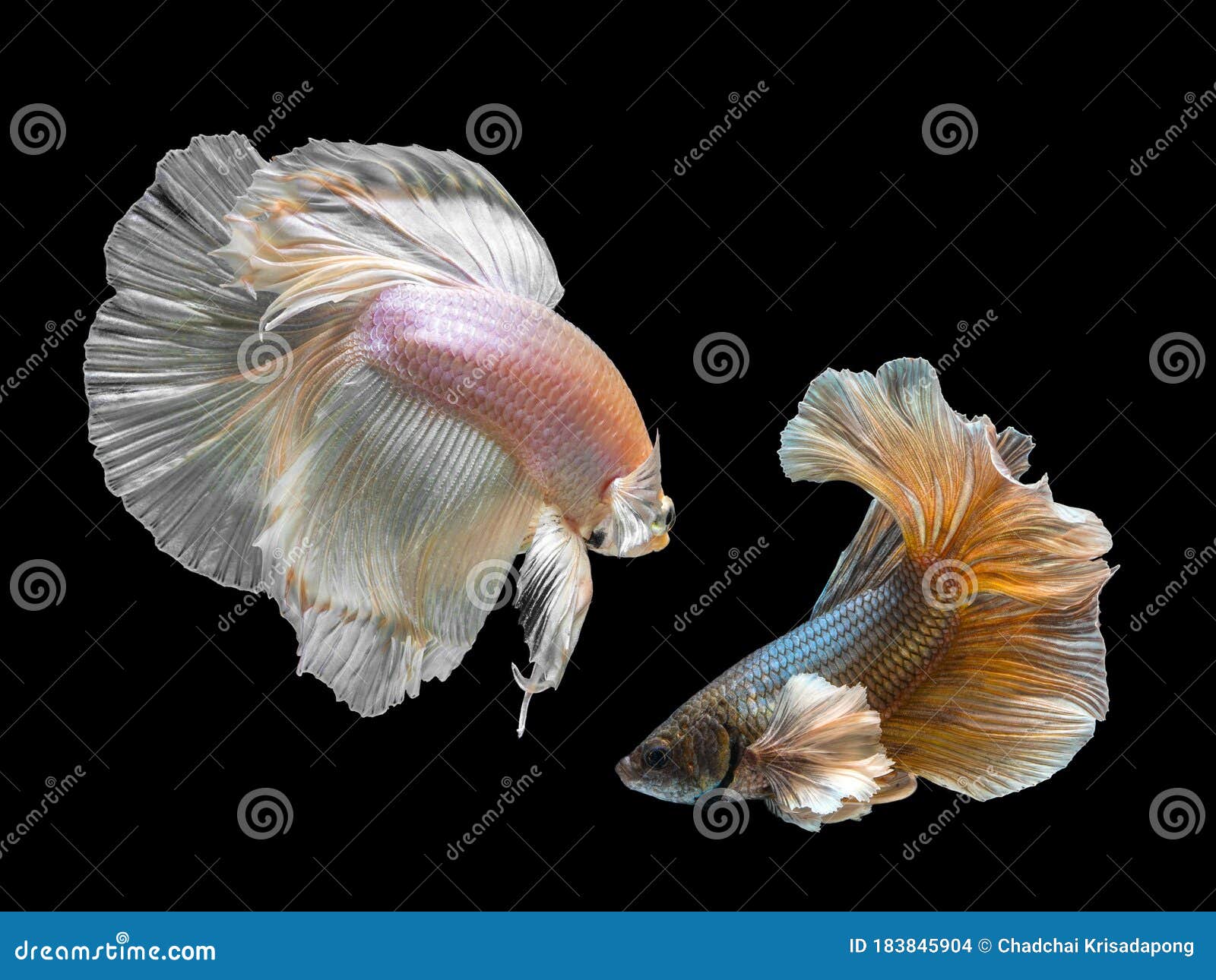 Beautiful Movement of Two Fighting Fish on Black Background Stock Photo ...
