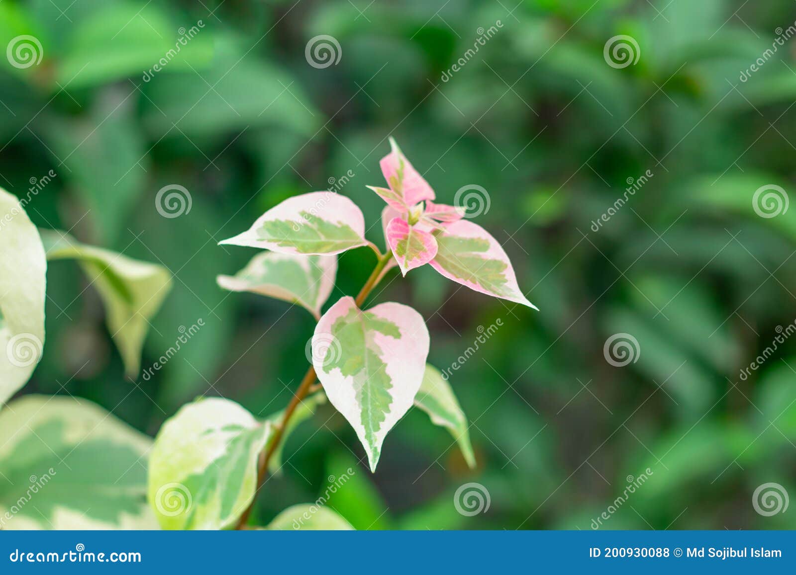 The Beautiful Multi Color Leaf in the Flower Plant Stock Photo - Image ...