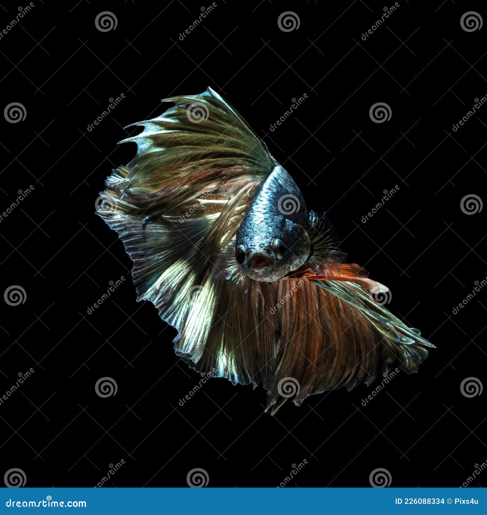 Beautiful Multi Color of Siamese Fighting Fish Stock Photo - Image of ...