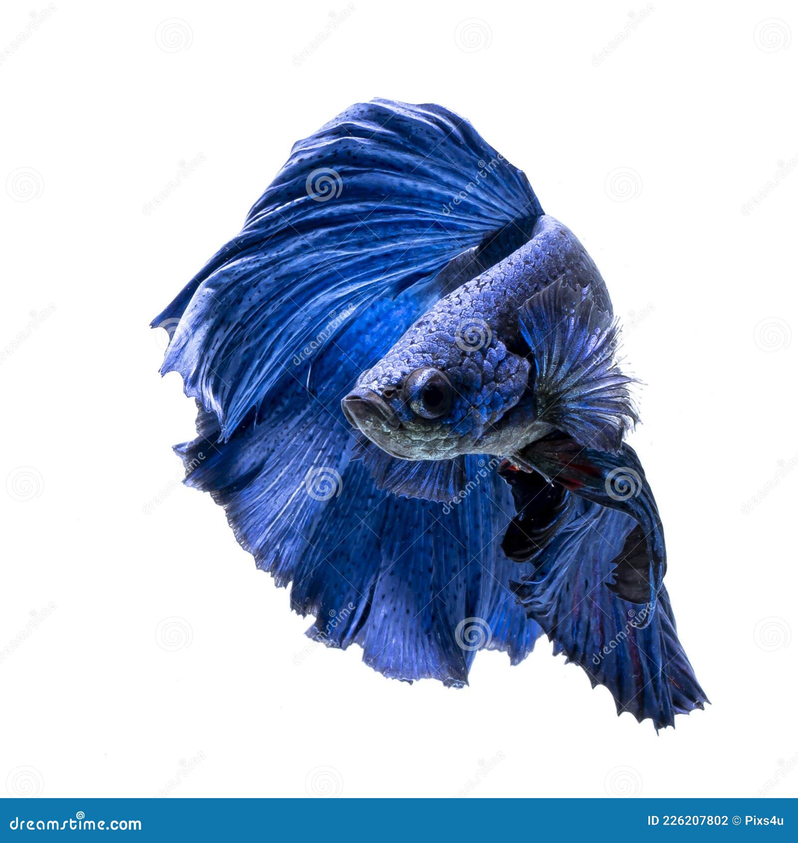 Beautiful Multi Color of Siamese Fighting Fish Stock Photo - Image of ...
