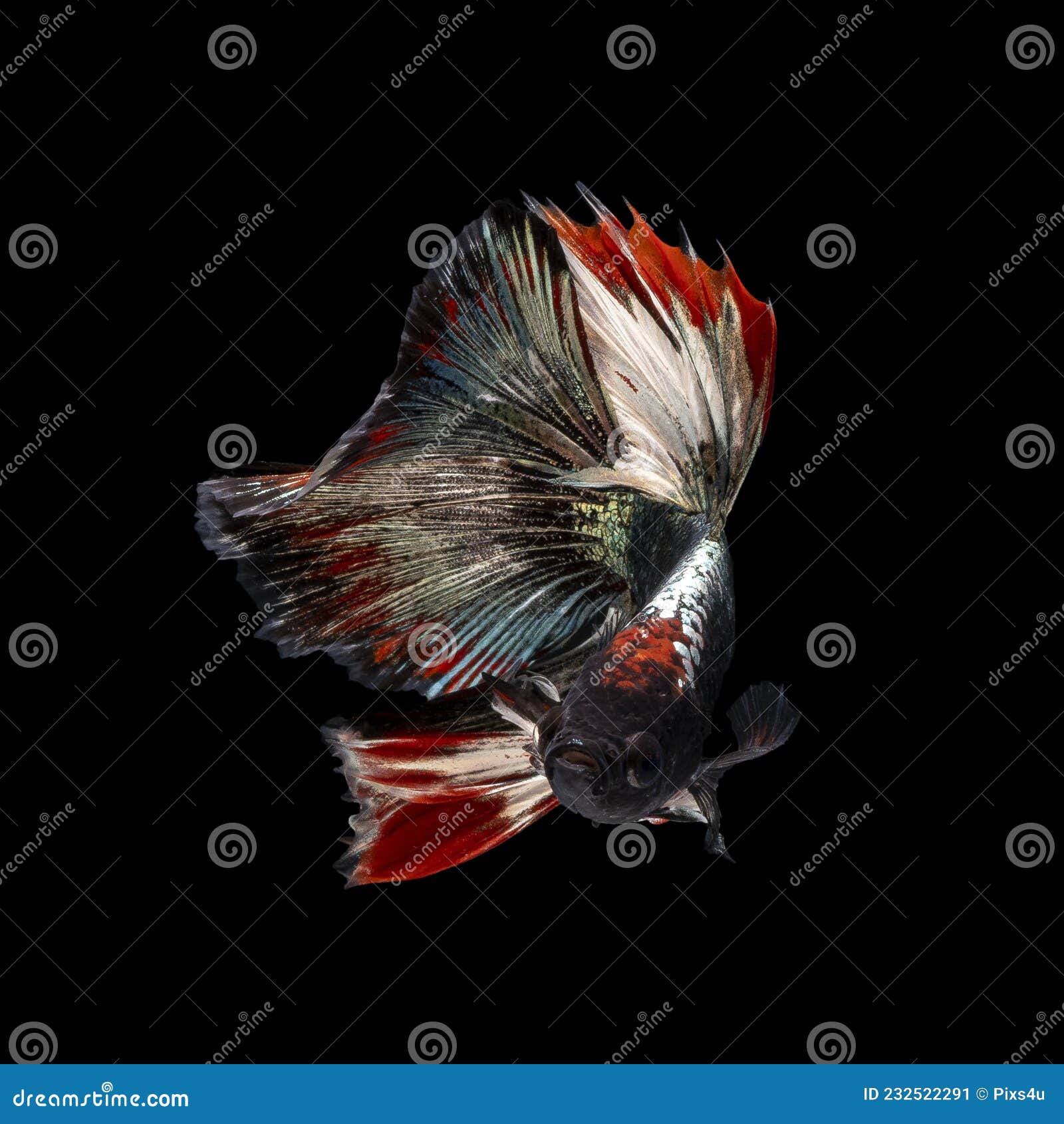 Beautiful Multi Color of Siamese Fighting Fish Stock Image - Image of ...
