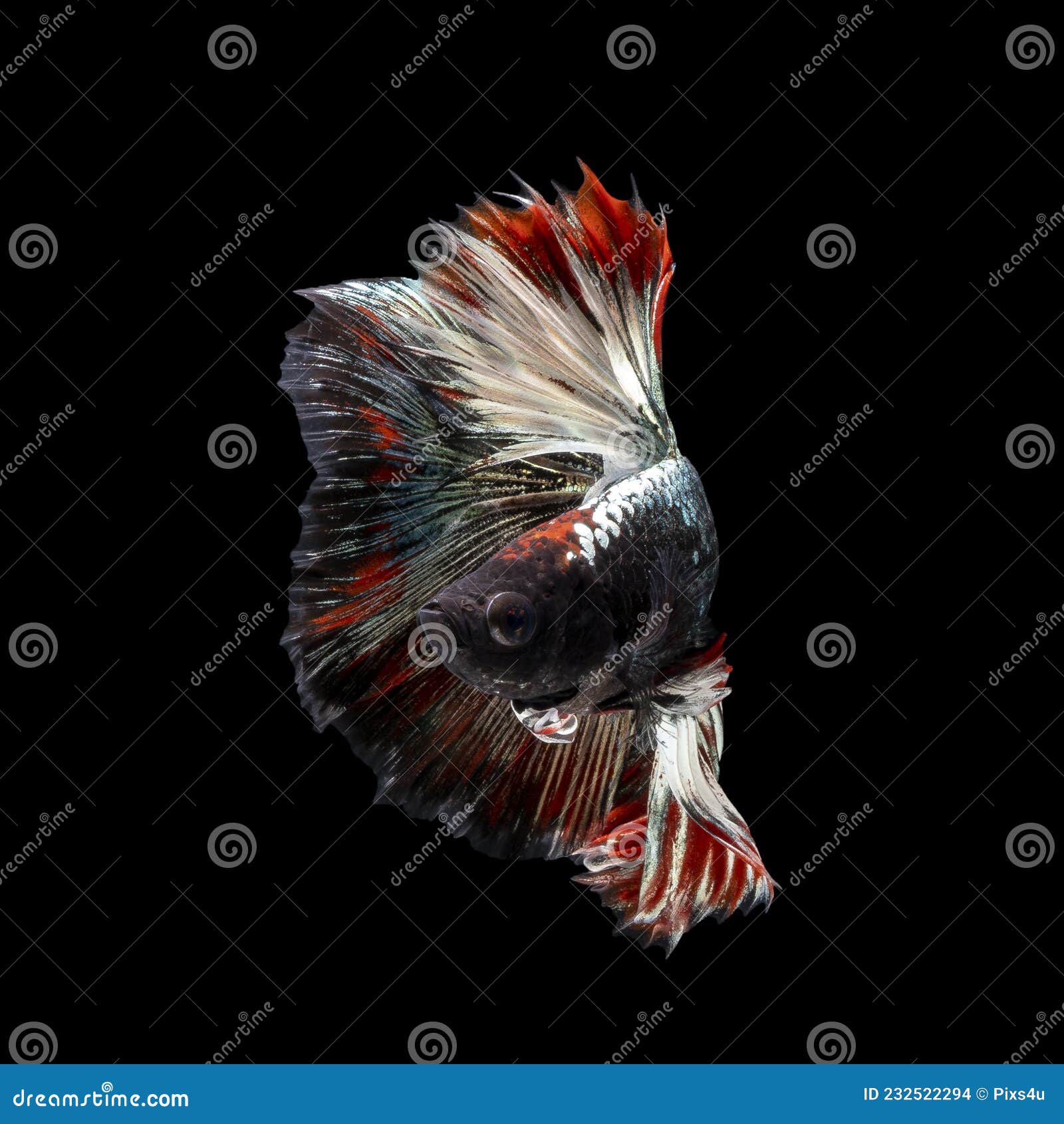 Beautiful Multi Color of Siamese Fighting Fish Stock Photo - Image of ...