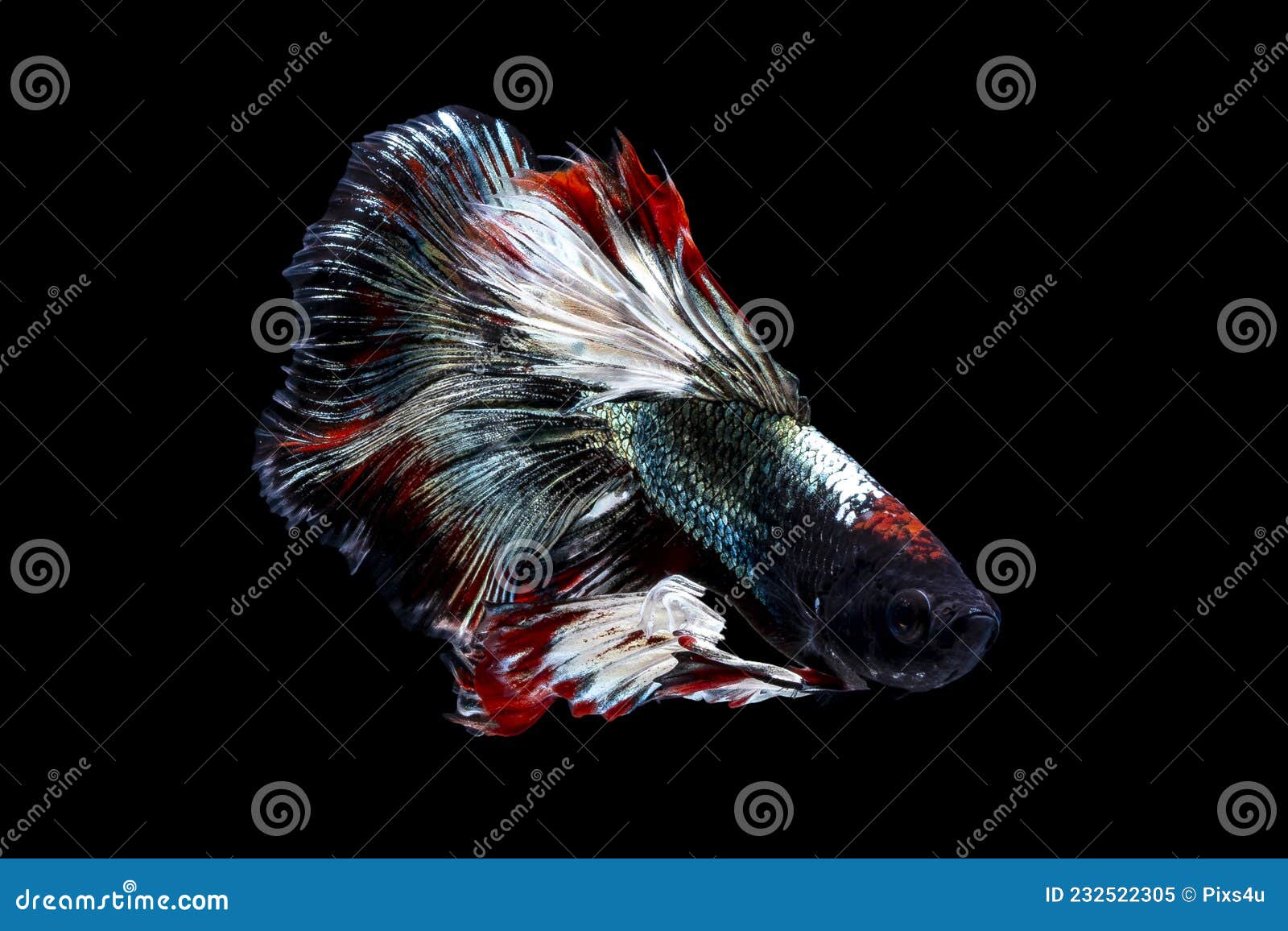 Beautiful Multi Color of Siamese Fighting Fish Stock Image - Image of ...