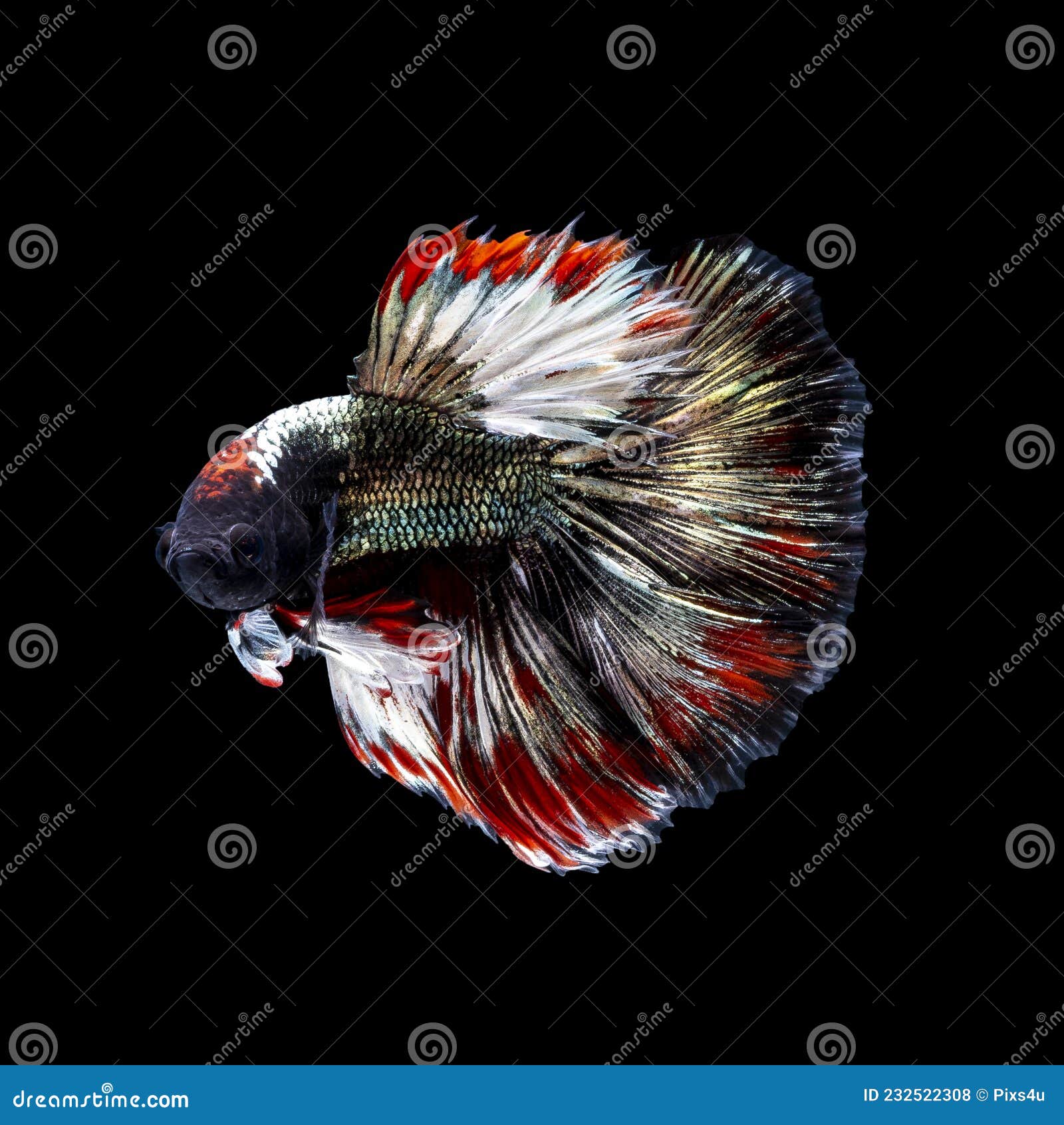 Beautiful Multi Color of Siamese Fighting Fish Stock Photo - Image of ...