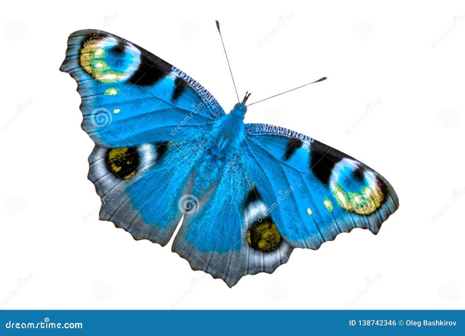 Beautiful Multi-colored Butterfly with Open Wings. Butterfly is ... Beautiful Multi-colored Butterfly with Open Wings. Butterfly is ...