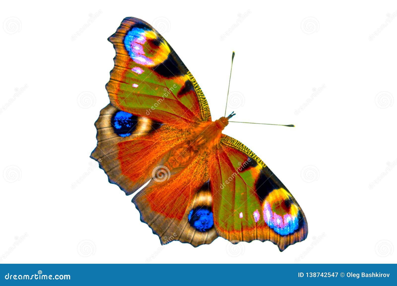 Beautiful Multi-colored Butterfly with Open Wings. Butterfly is ...