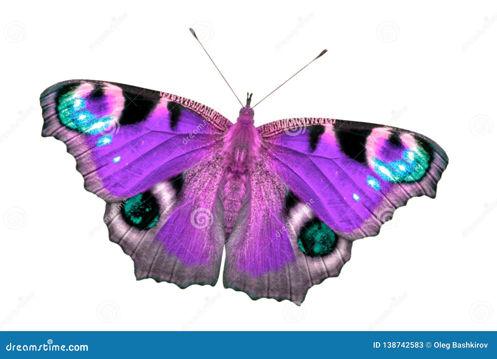 Beautiful Multi-colored Butterfly with Open Wings. Butterfly is ...