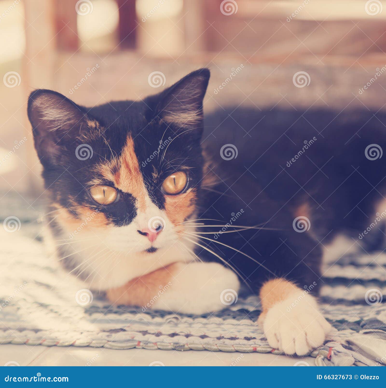 Beautiful Multi-colored Cat Stock Image - Image of nature, portrait ...