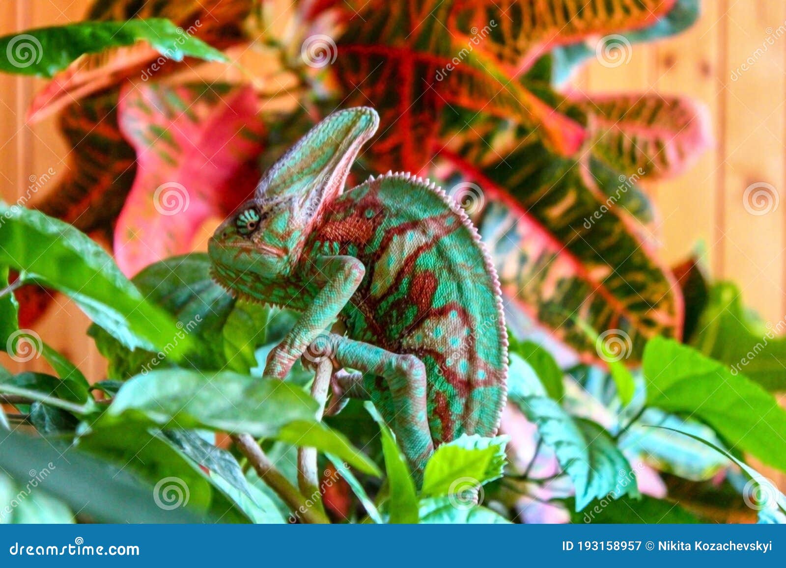 Beautiful Multi-colored Chameleon Climbs Trees Stock Image - Image of ...