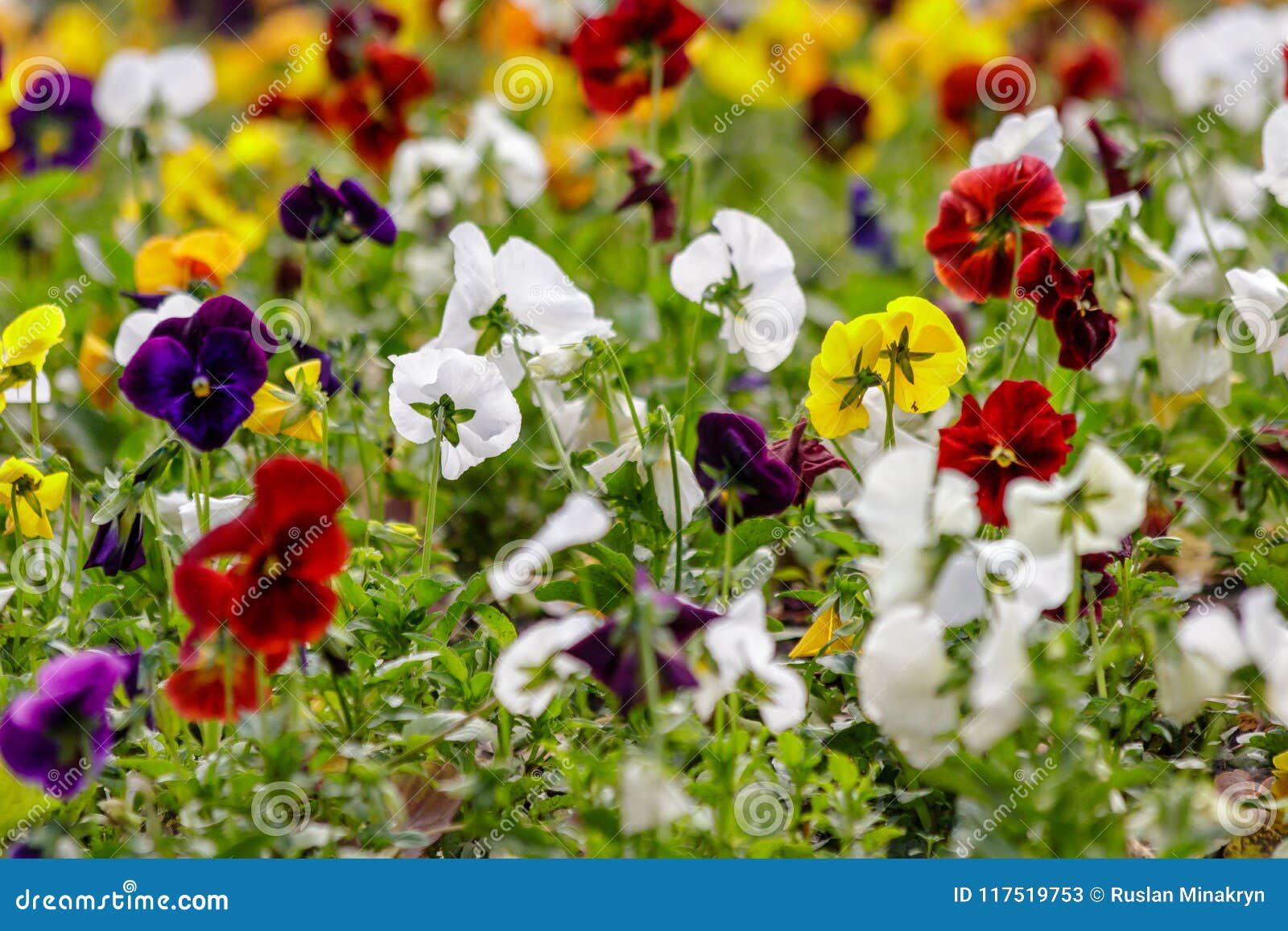 Beautiful Multi-colored Flowers on the Flower Bed Field Stock Image ...