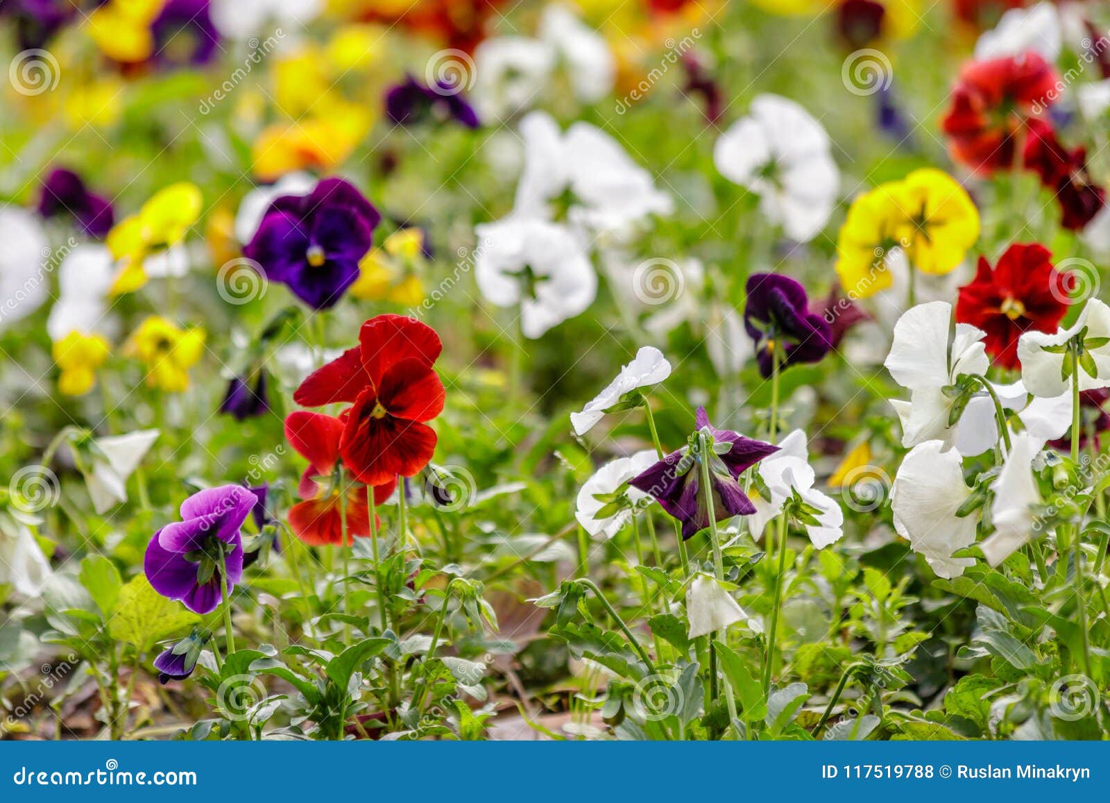 Beautiful Multi-colored Flowers on the Flower Bed Field Stock Photo ...
