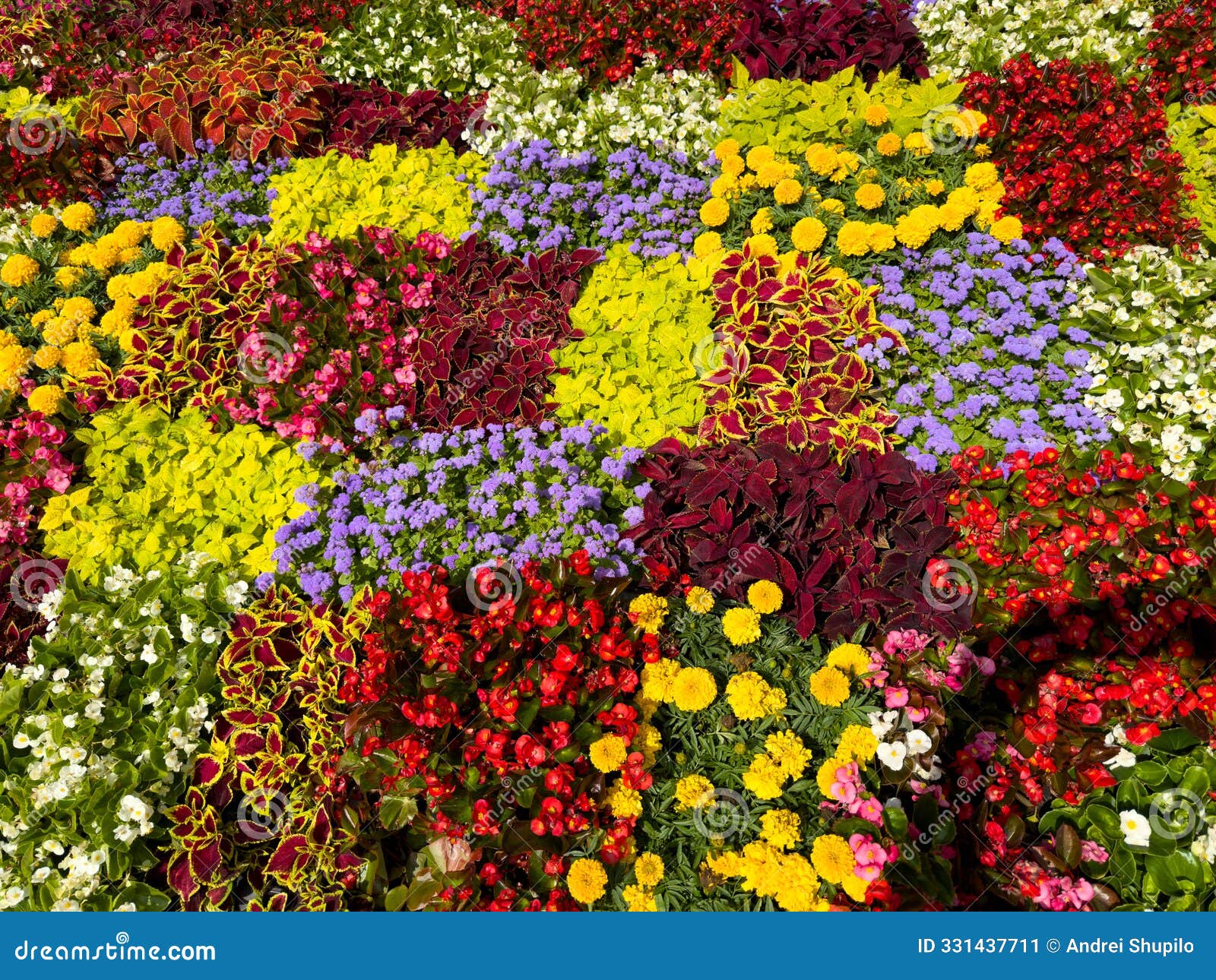 Beautiful Multi-colored Flowers Grow in the Park on the Ground ...