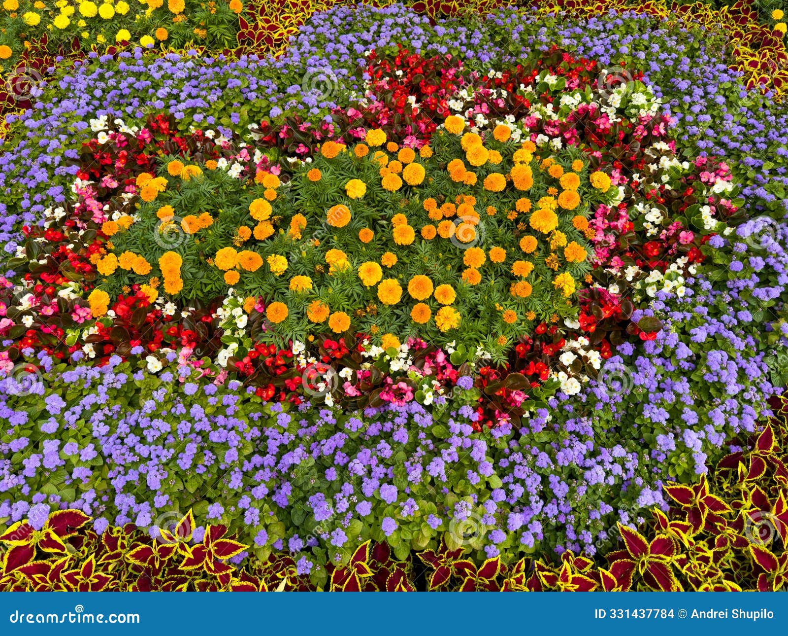 Beautiful Multi-colored Flowers Grow in the Park on the Ground ...